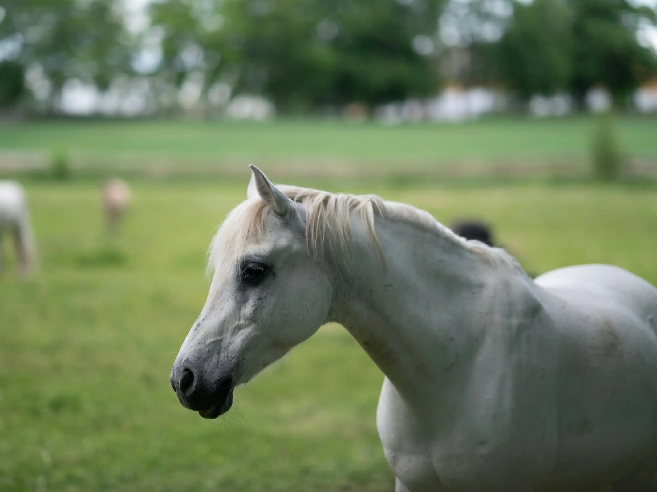 Abeya Arabian Horse - Horse Breeds