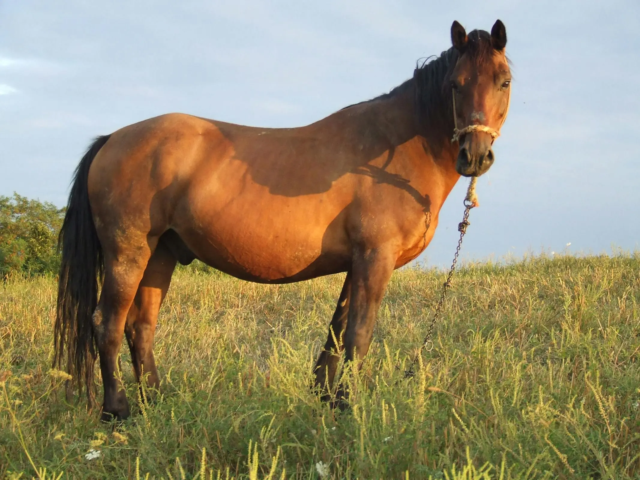 Albanian Horse Horse Breeds