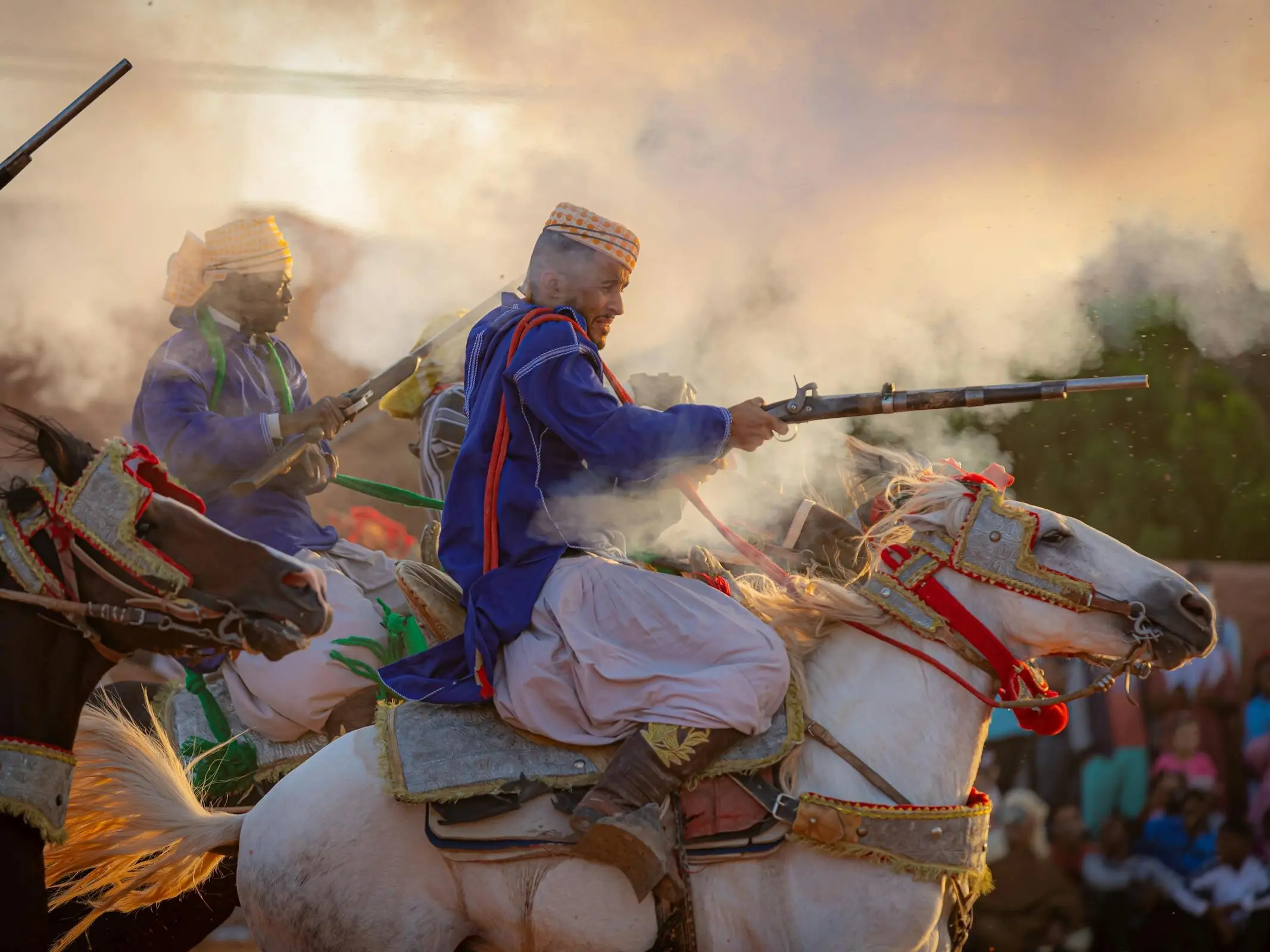 Algerian Barb Horse - Horse Breeds