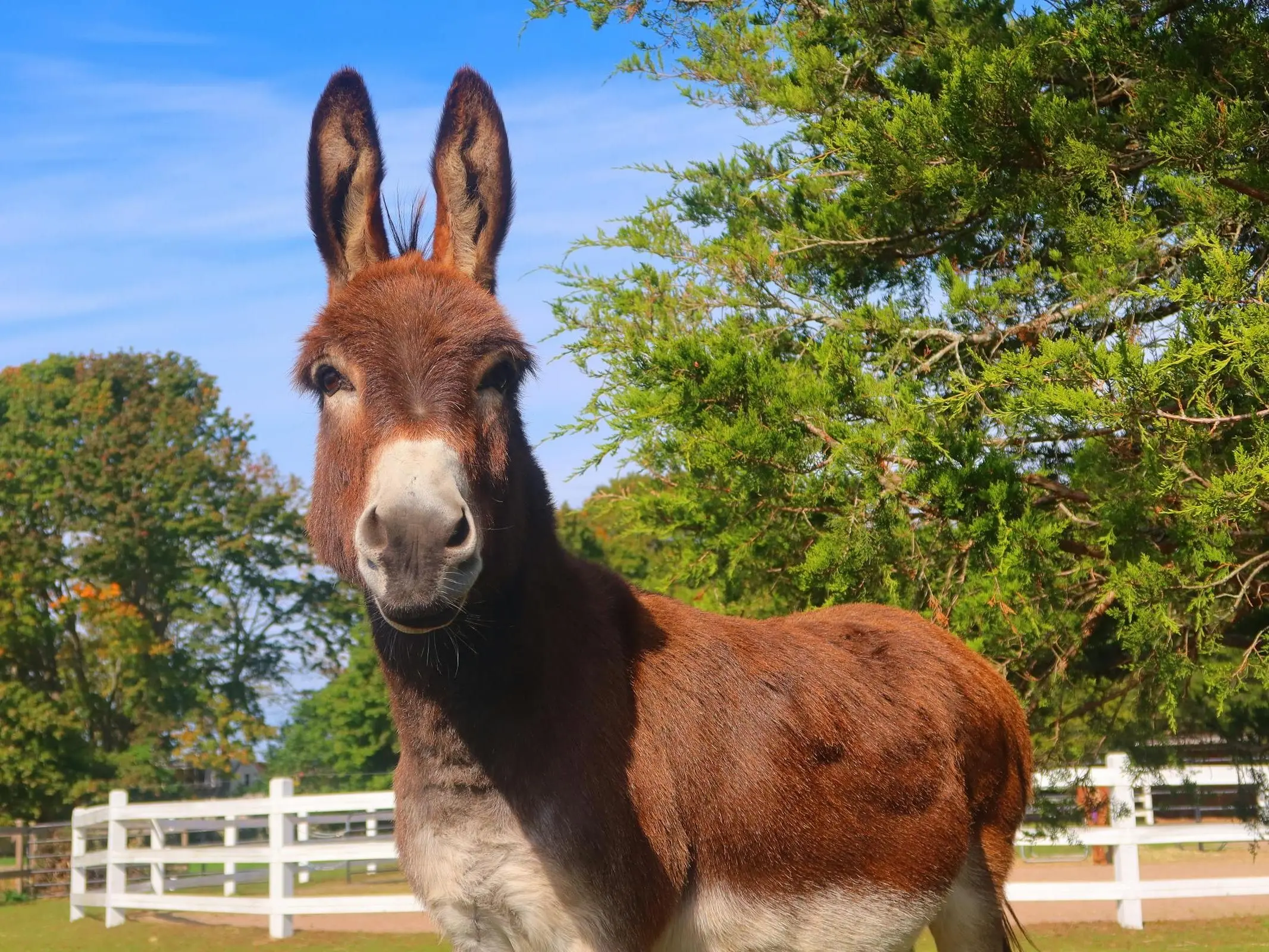 American Mammoth Jack - Horse Breeds