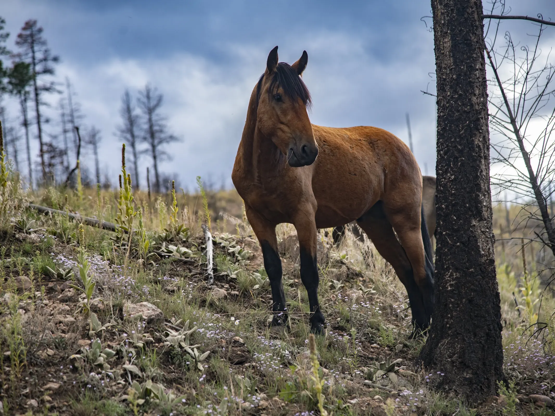 American Mustang Horse