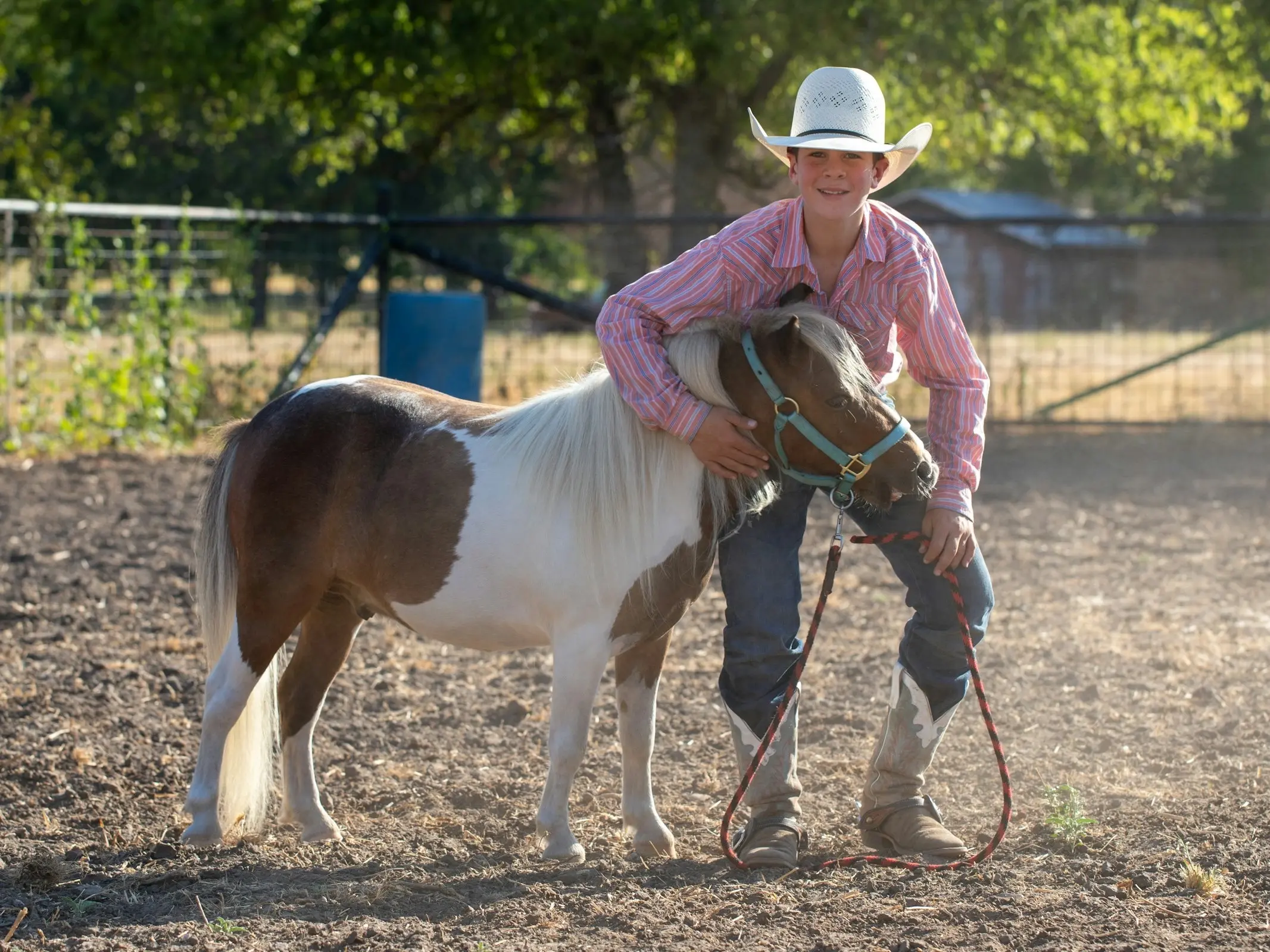 American Shetland Pony - Horse Breeds