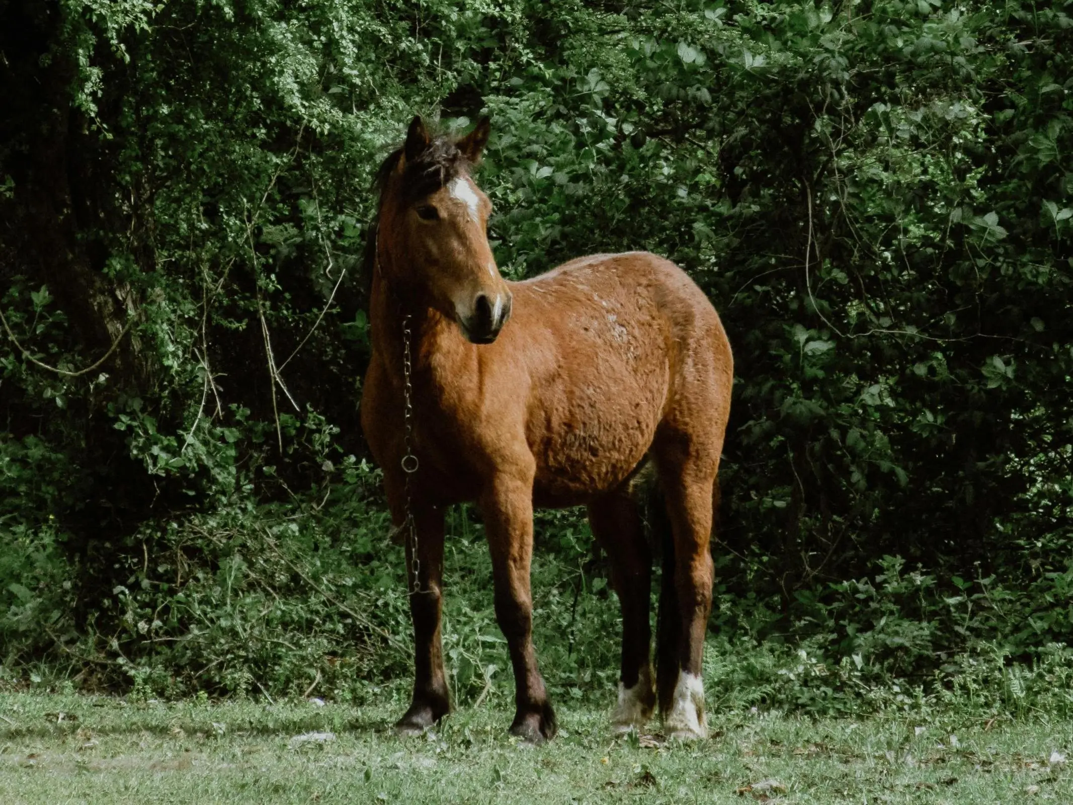 Anadolu Pony - Horse Breeds