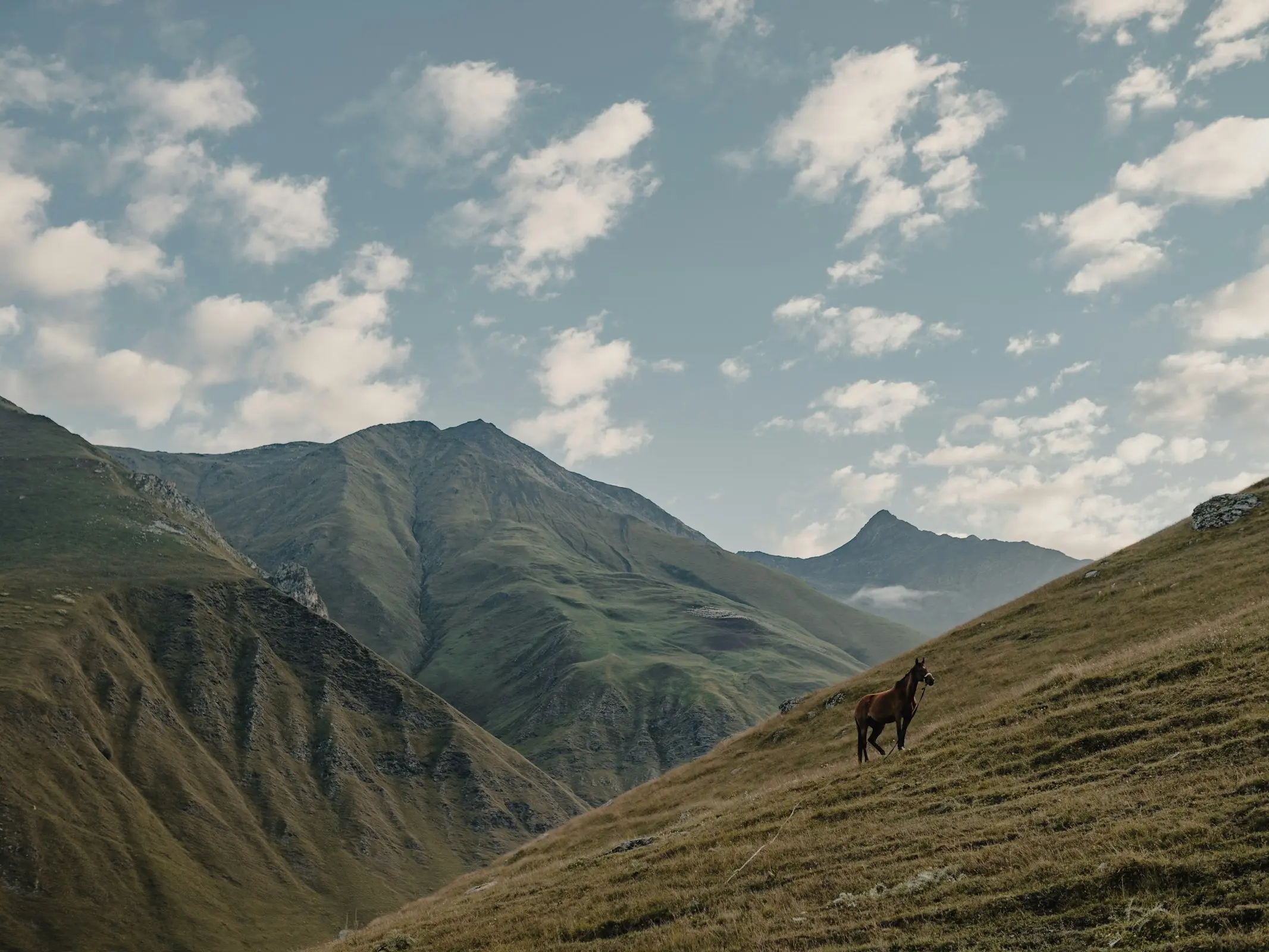 Anglo-Kabarda Horse - Horse Breeds