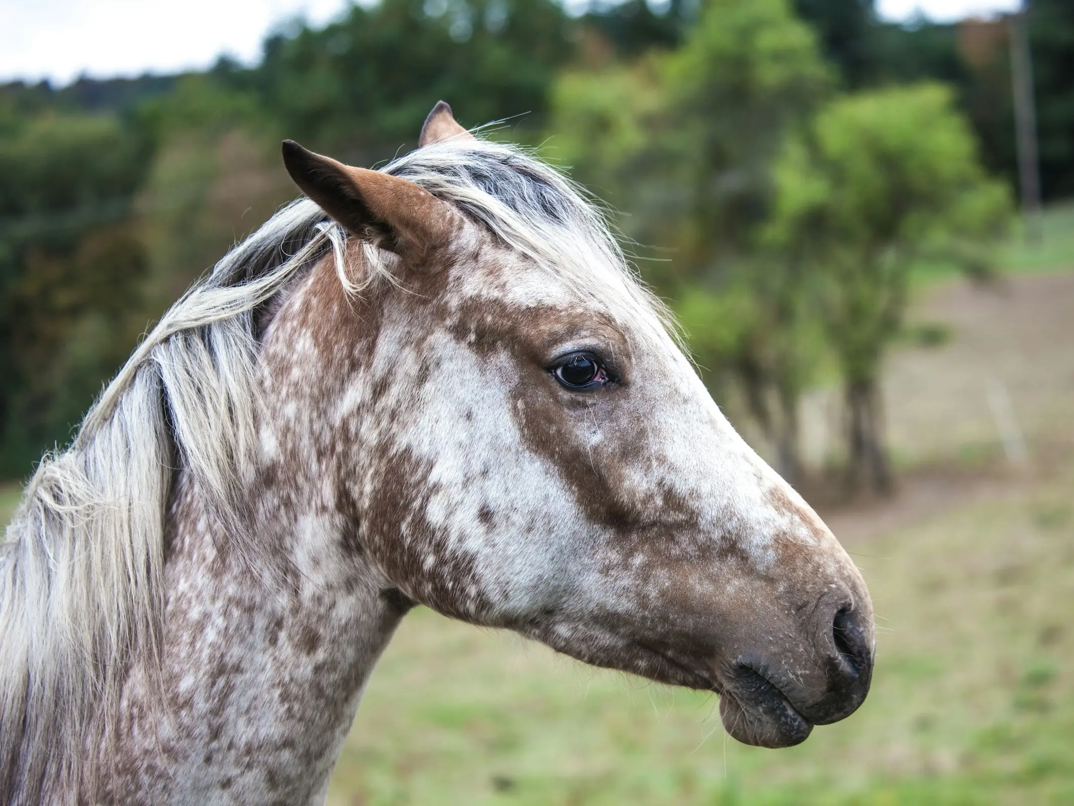 AraAppaloosa Horse - Horse Breeds