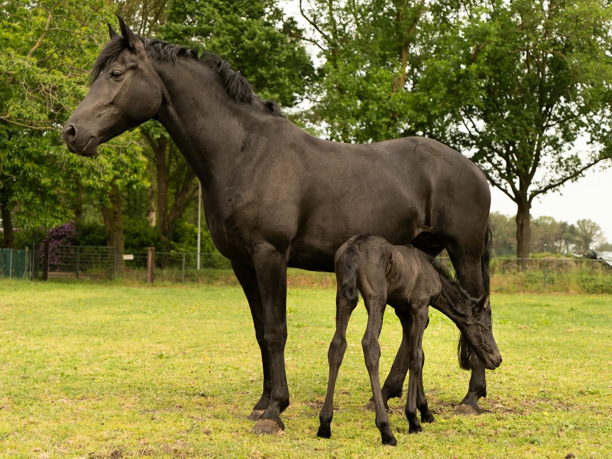 Arabo-Friesian Horse - Horse Breeds