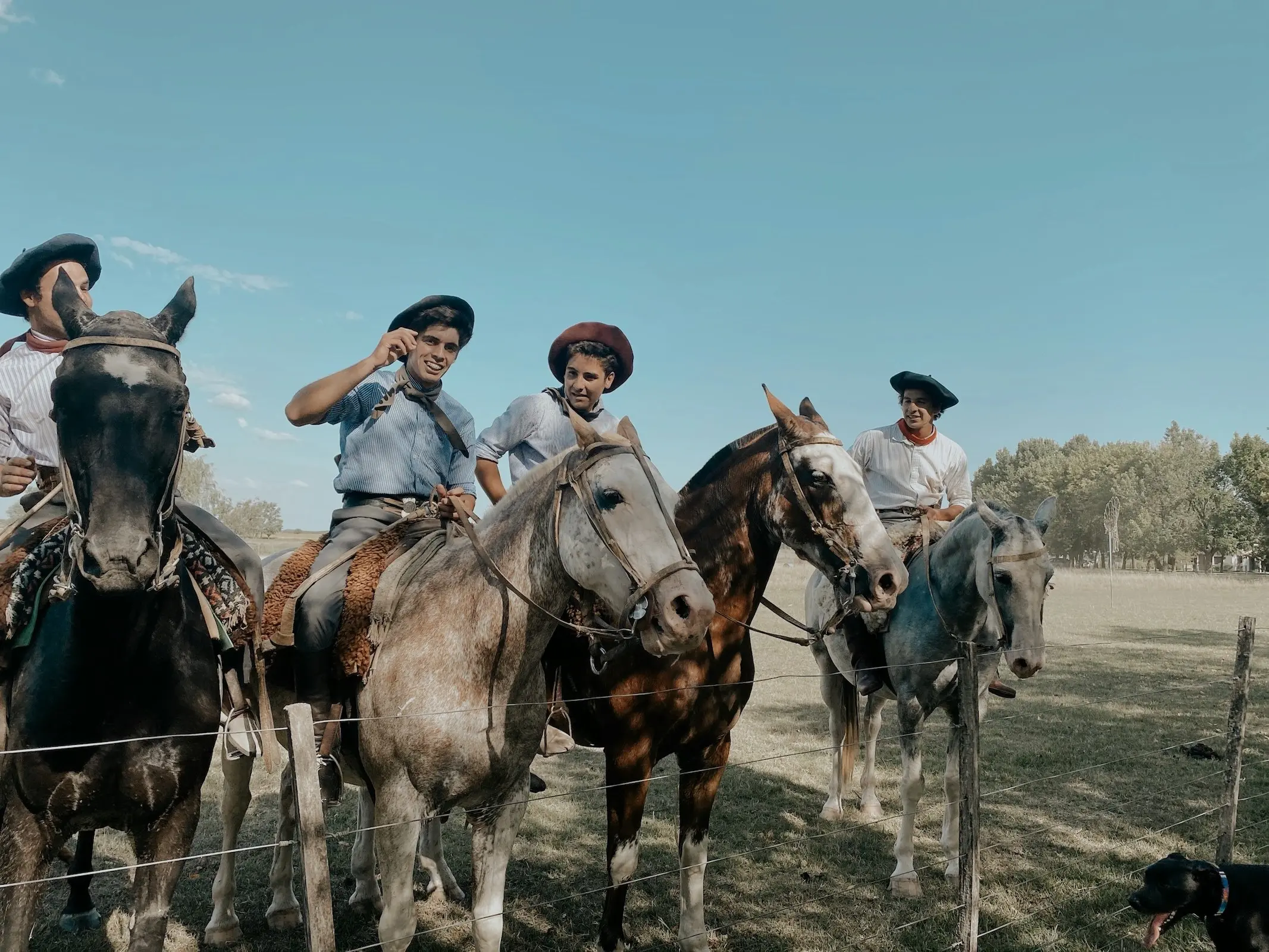 Argentine Criollo Horse - Horse Breeds