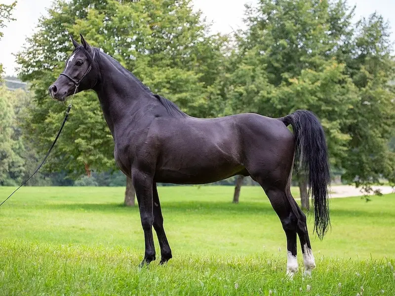 Asil Horse - Horse Breeds