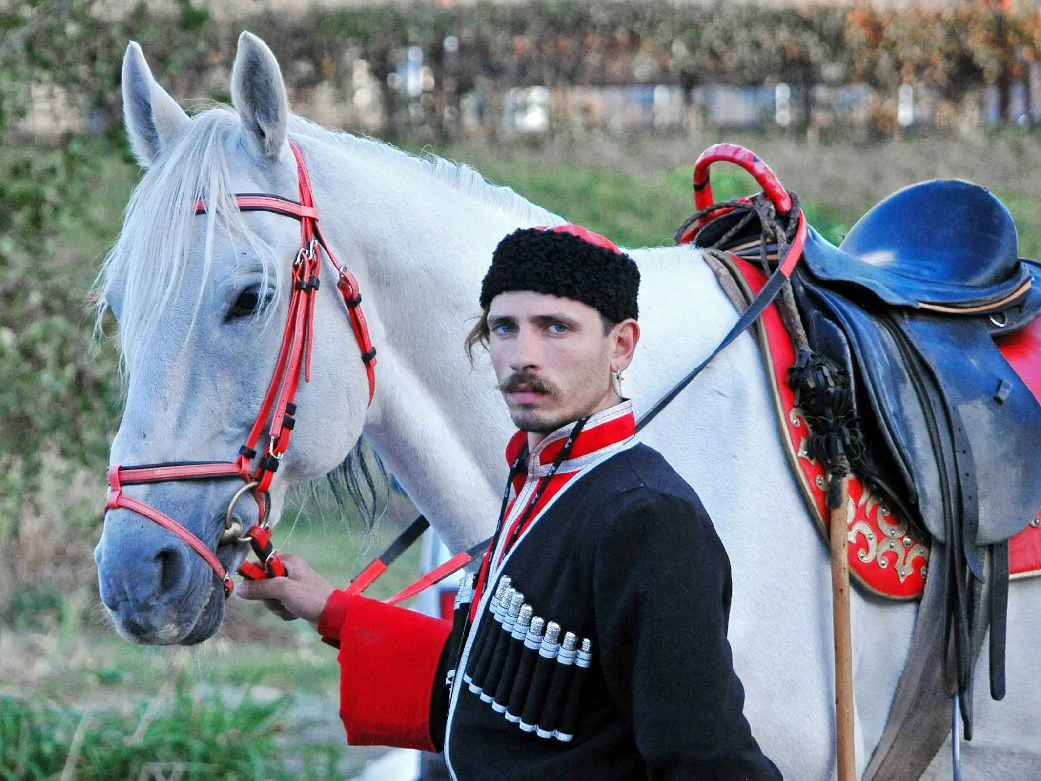 Astrakhan Horse - Horse Breeds