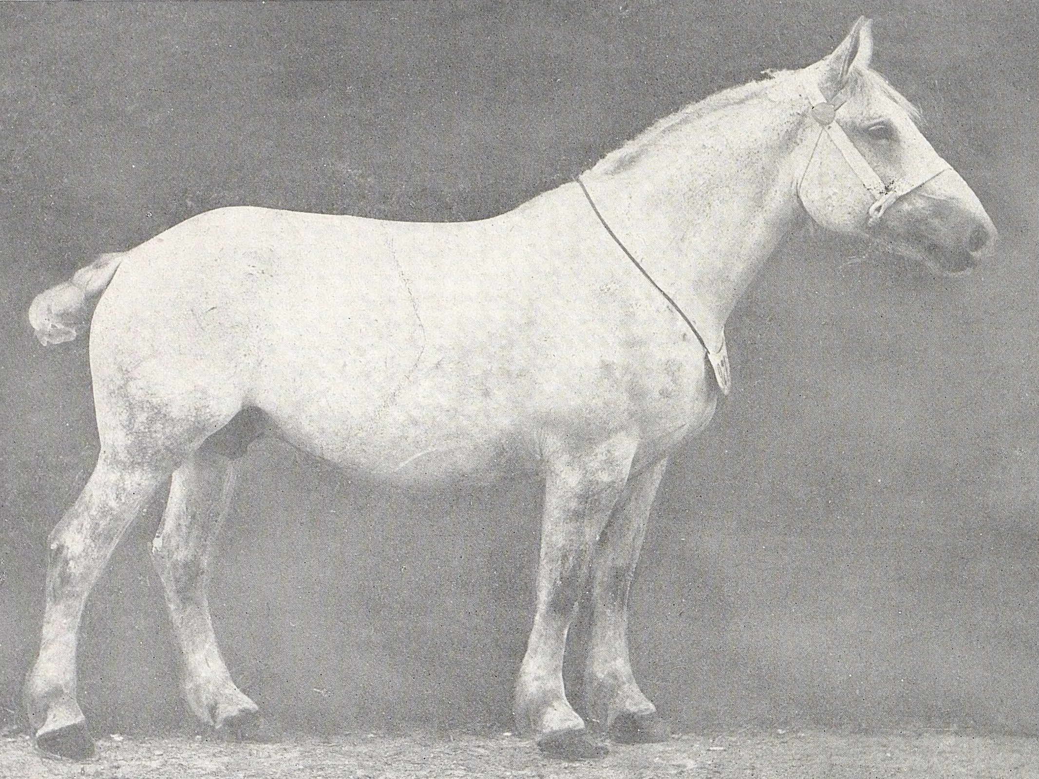 Augeron Horse - Horse Breeds