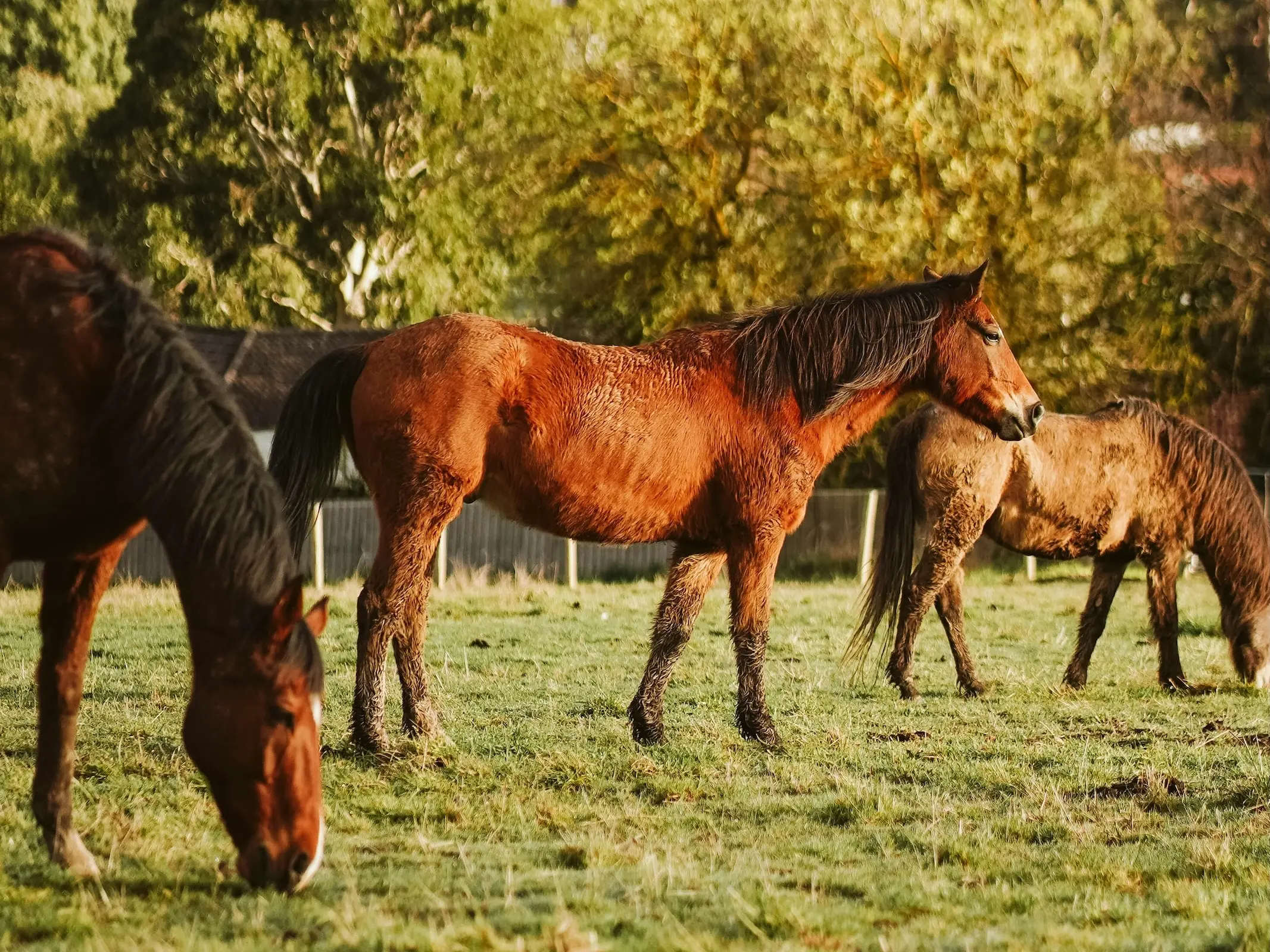 Australian Morgan Horse - Horse Breeds
