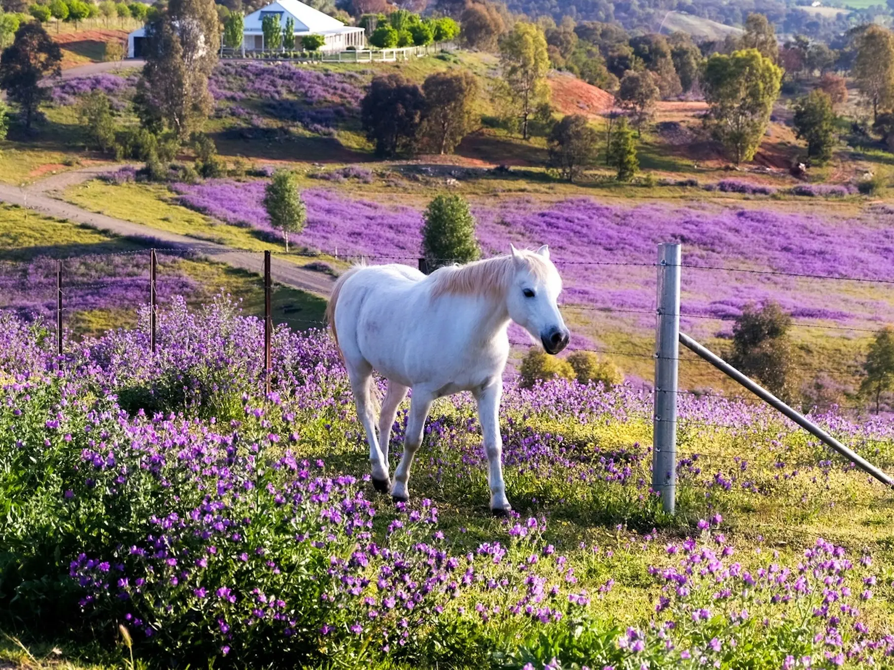 Australian Riding Pony - Horse Breeds