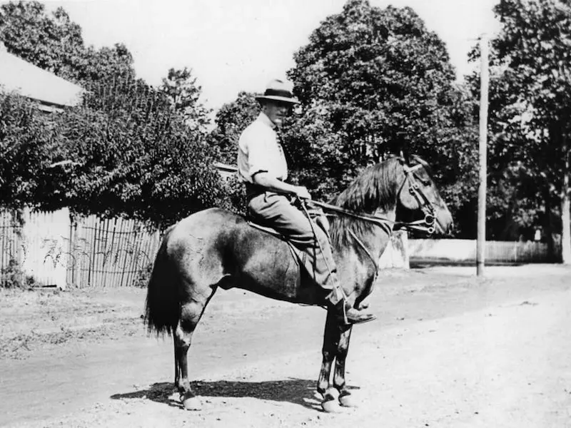 Australian Timor Pony - Horse Breeds