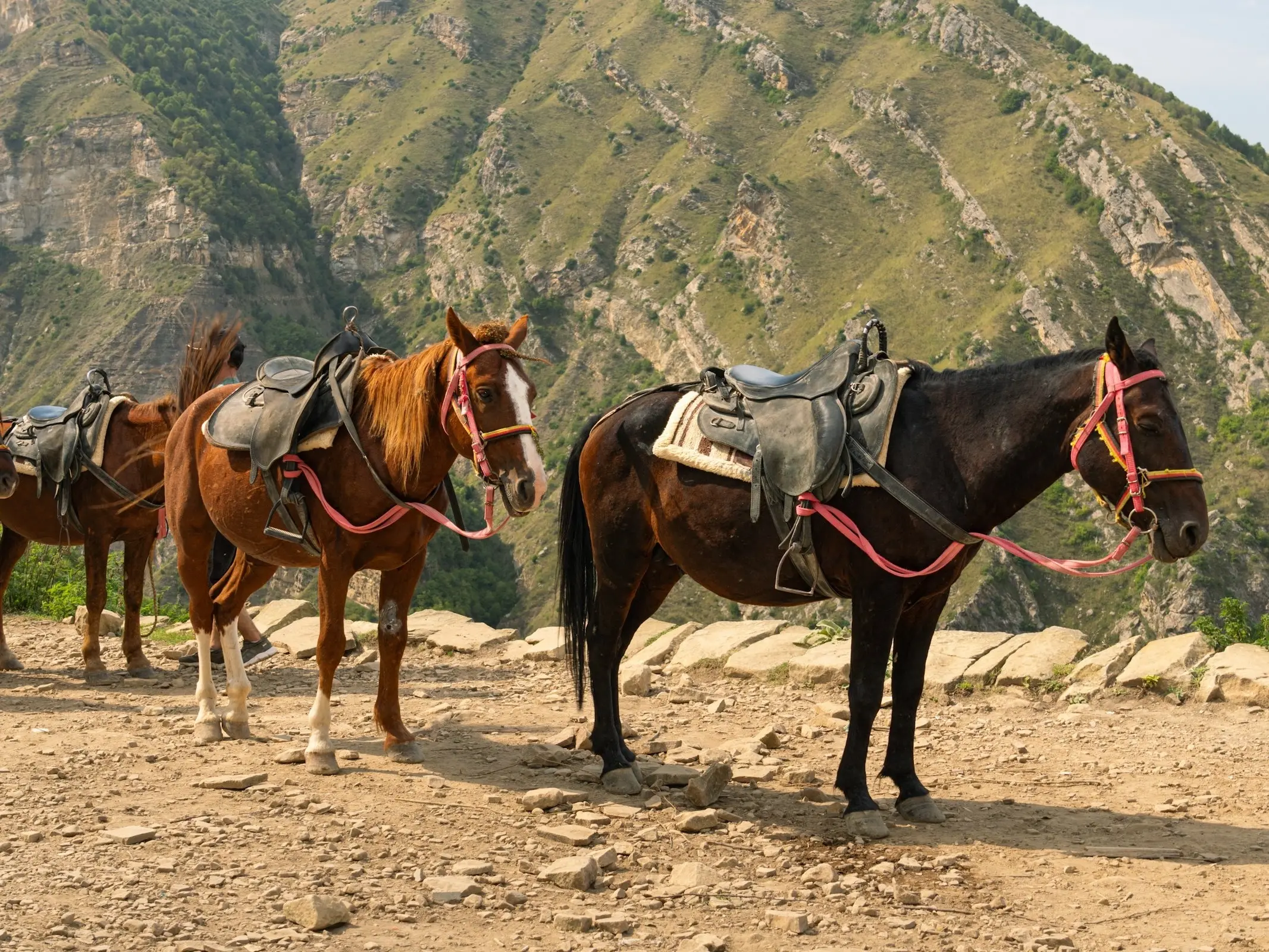 Avar Pony - Horse Breeds