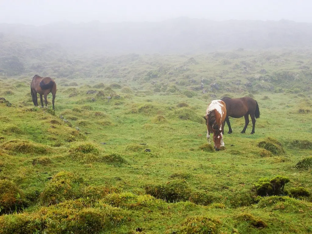 Azores Horse - Horse Breeds