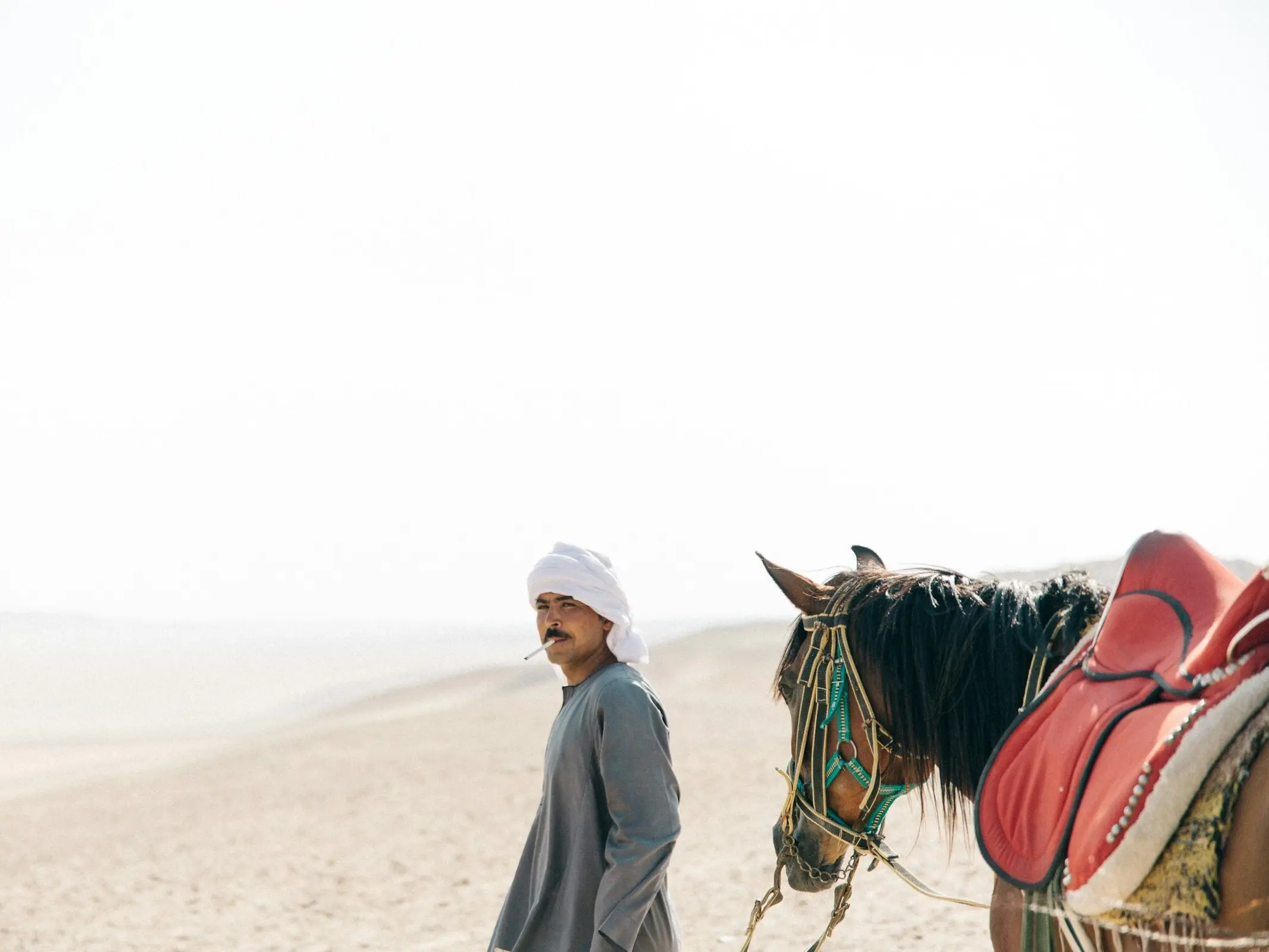 Baladi Horse - Horse Breeds