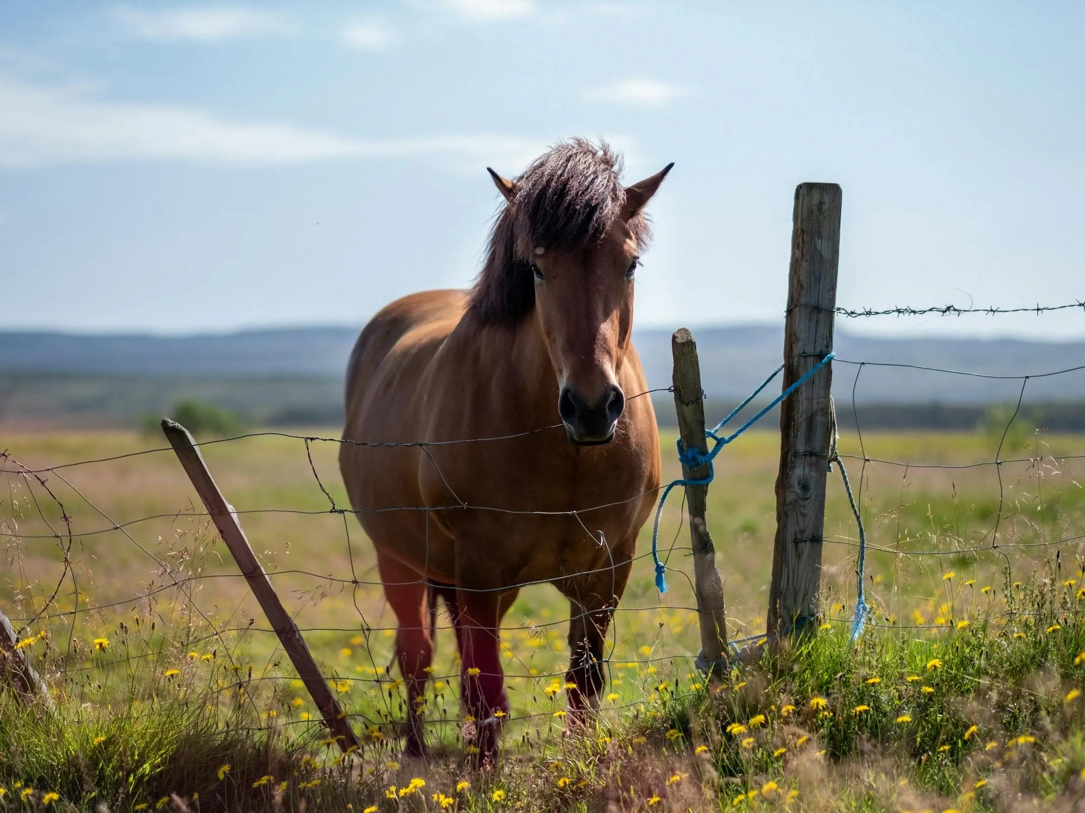 Ban-ei Horse - Horse Breeds