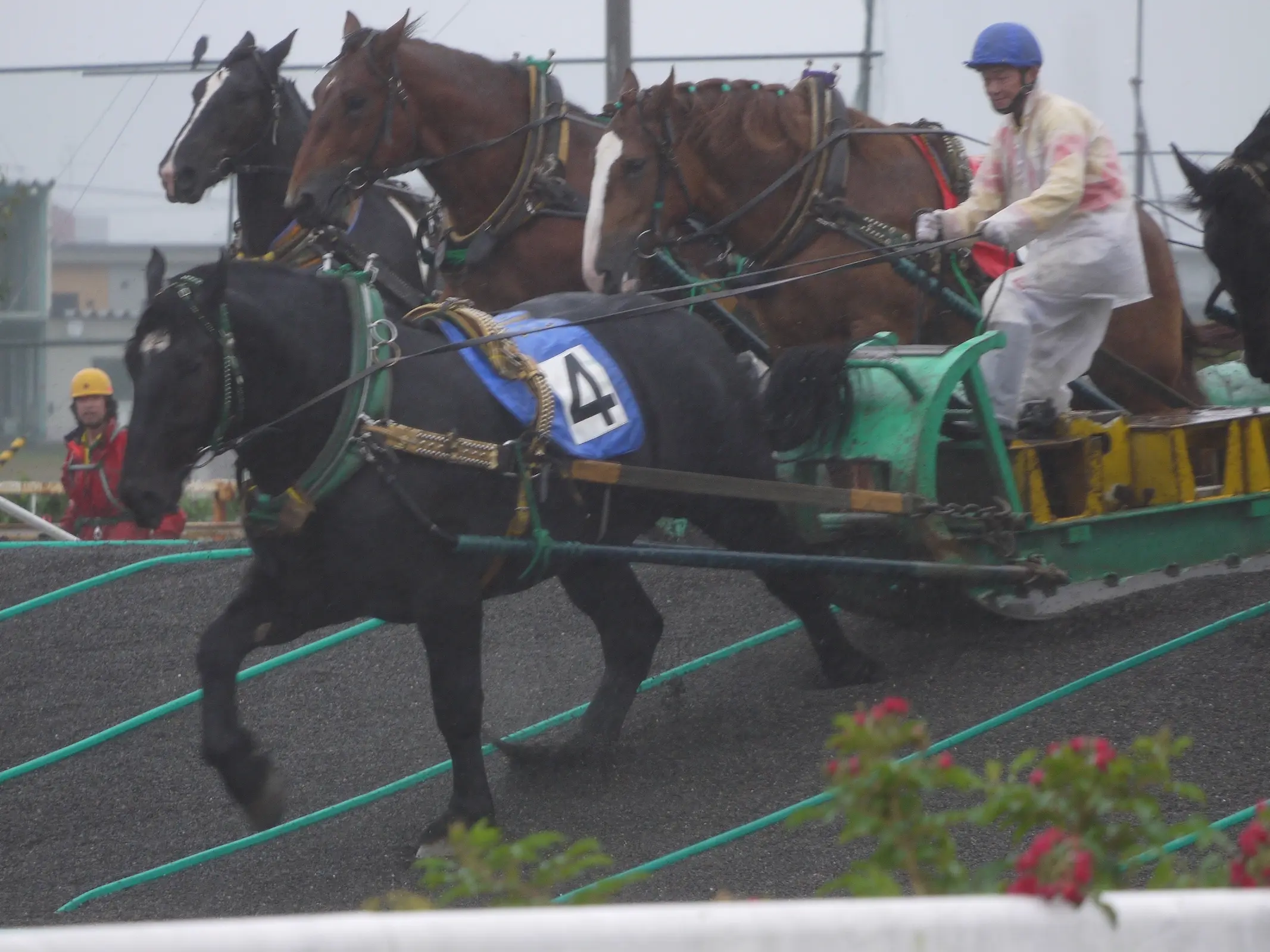 Ban-ei Horse - Horse Breeds