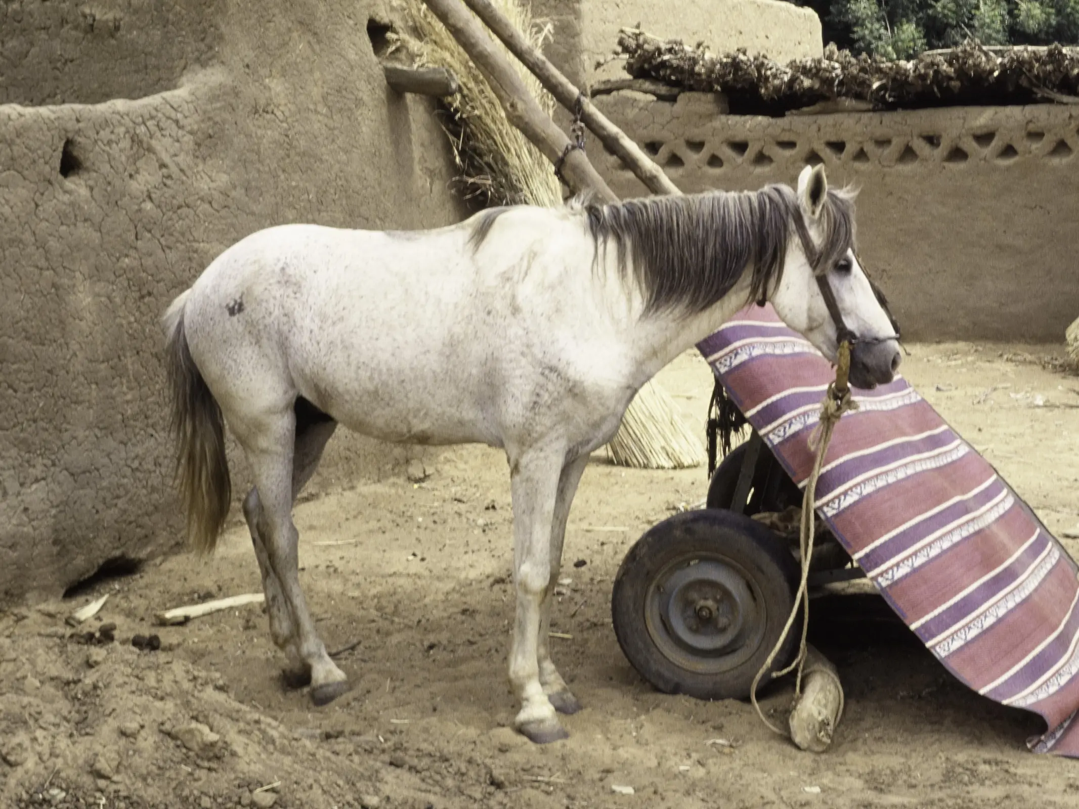 Bandiagara Horse - Horse Breeds
