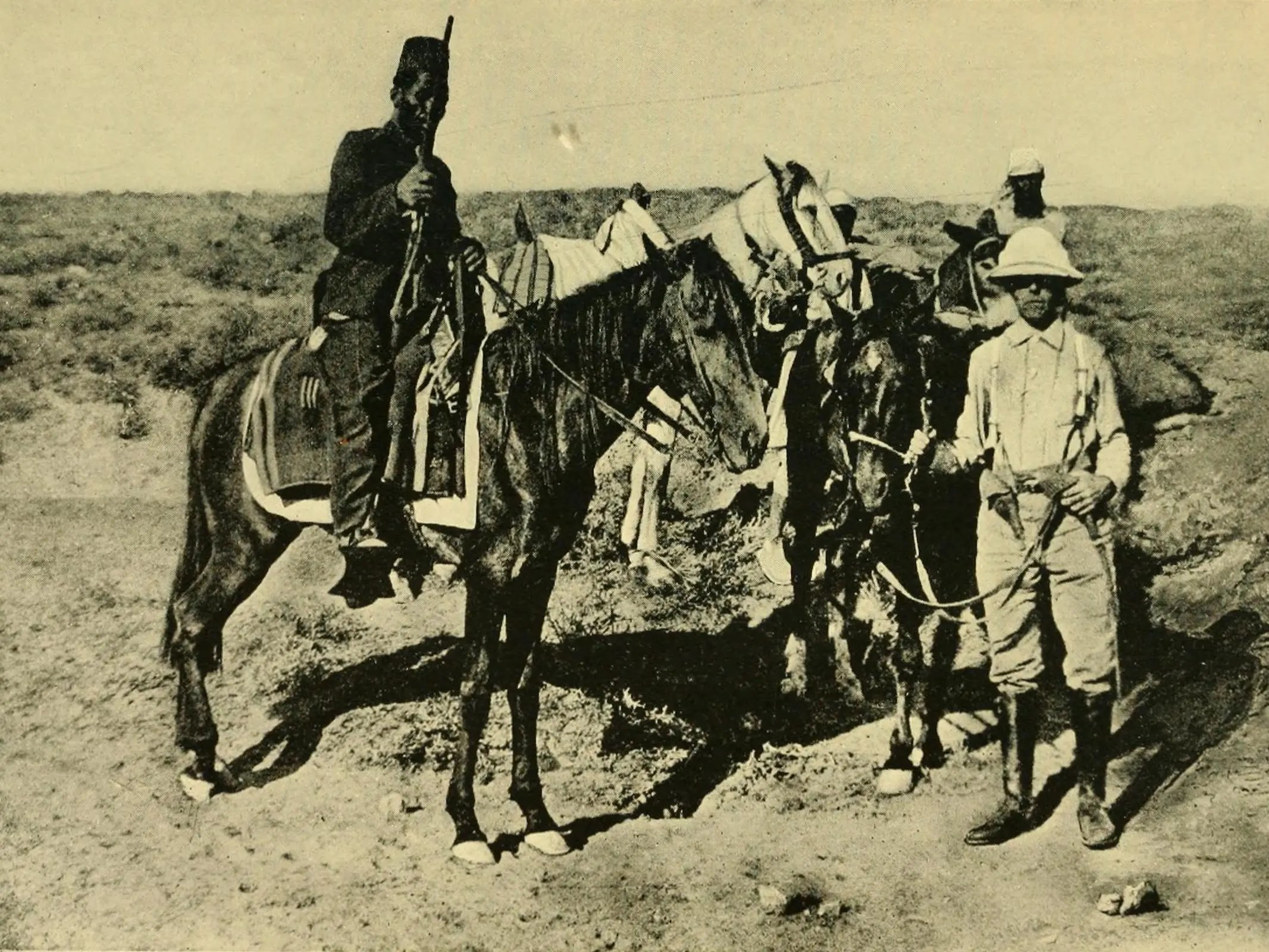 Barbri Horse - Horse Breeds