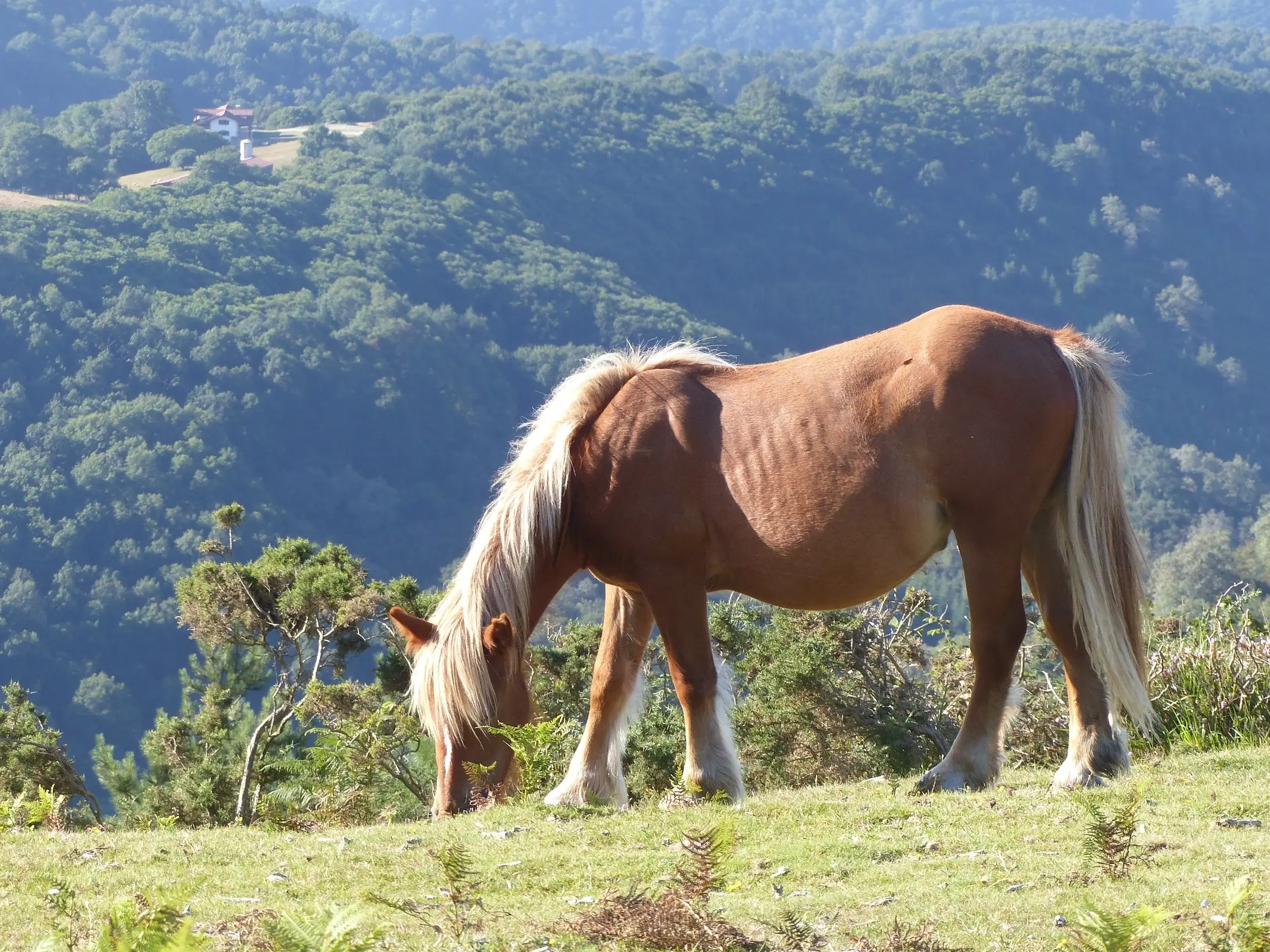 Basque Country Mountain Horse - Horse Breeds