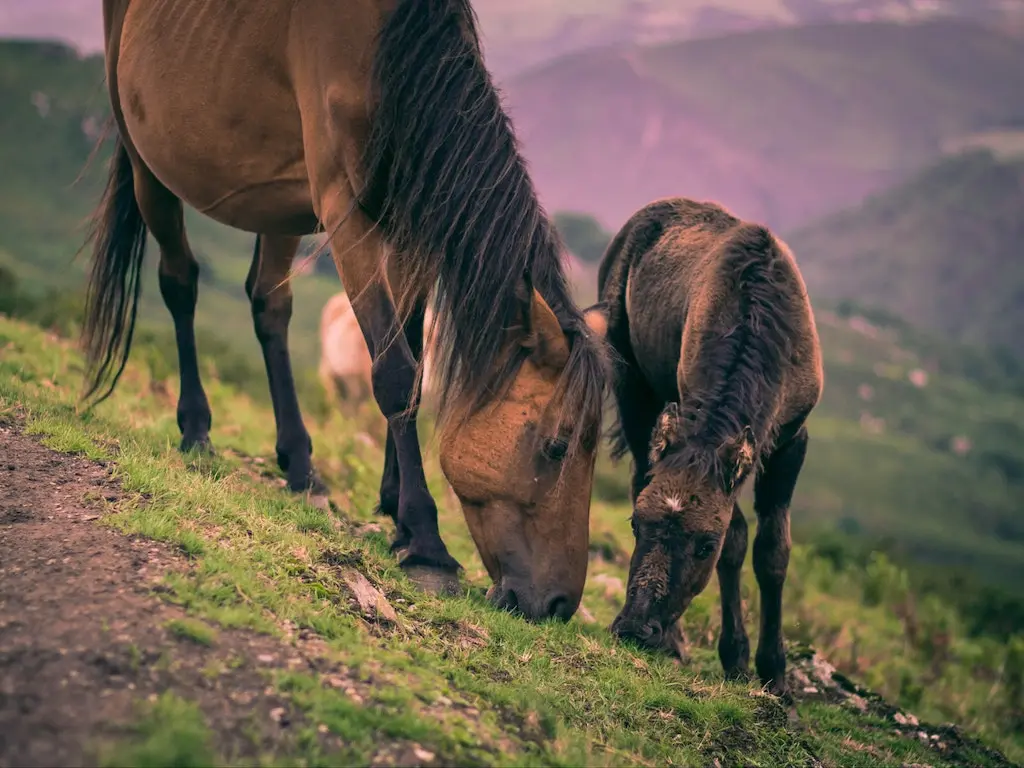 Basque Pony - Horse Breeds