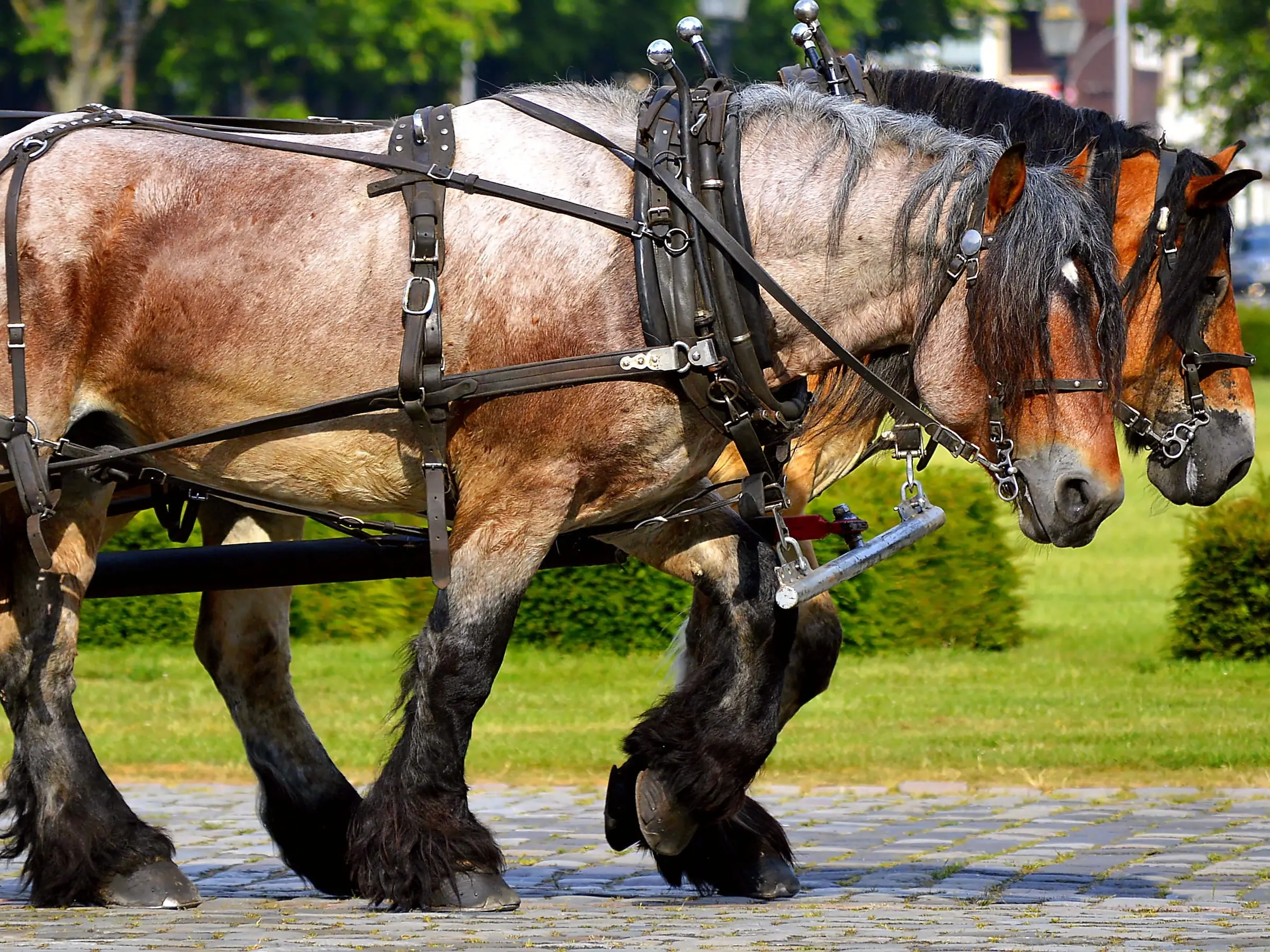 Belgian Ardennes Horse - Horse Breeds