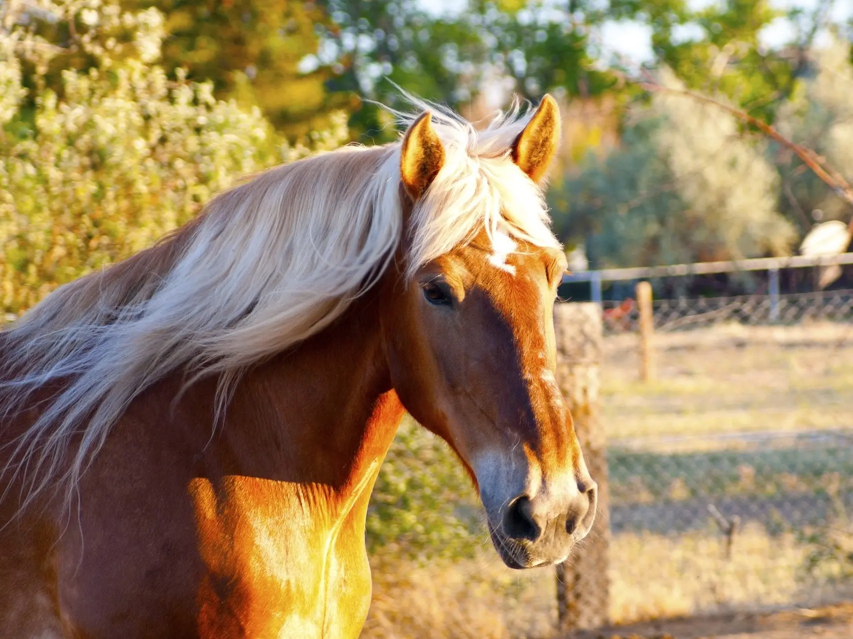 Belgian Horse