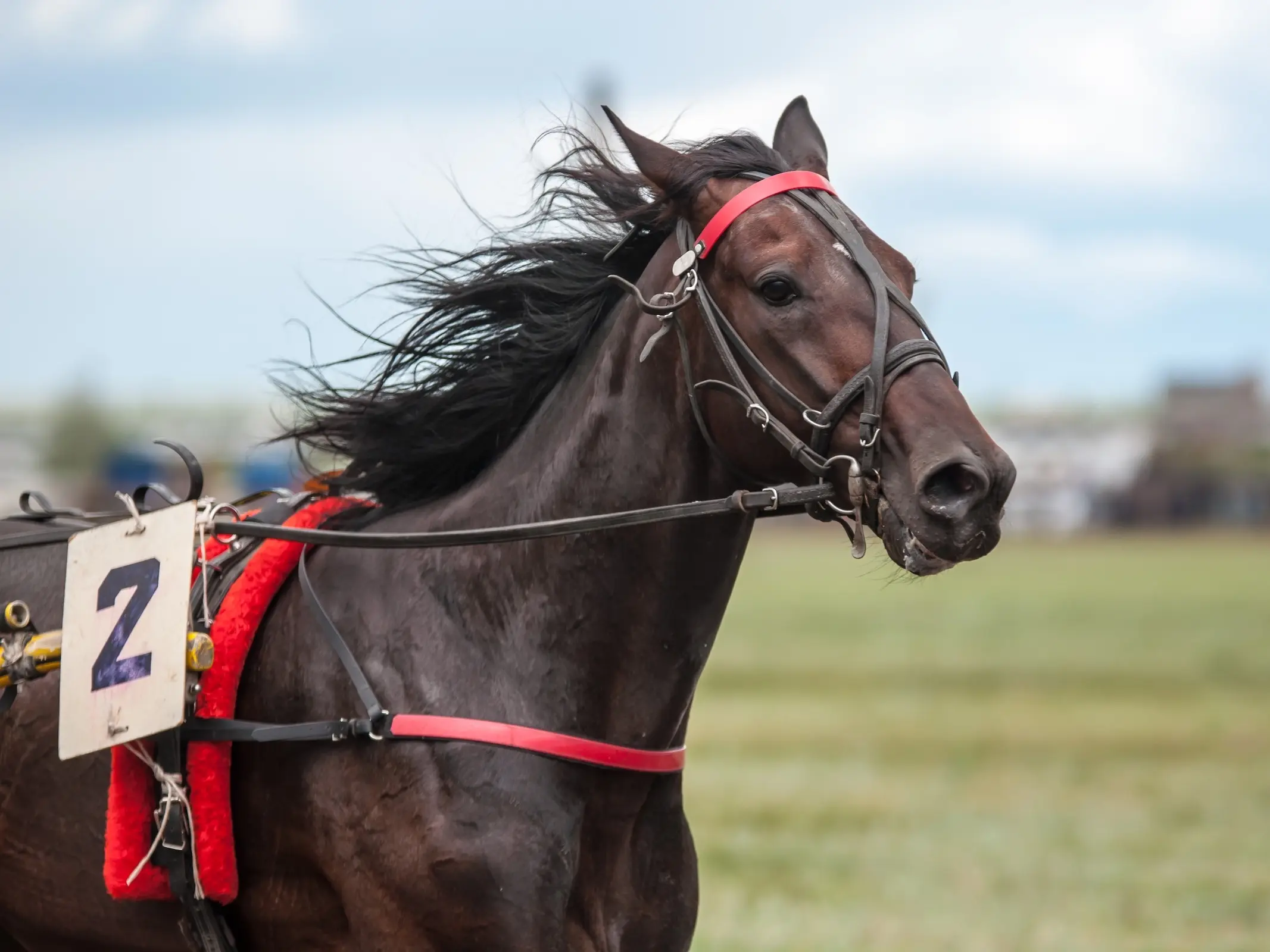 Belgian Trotter - Horse Breeds