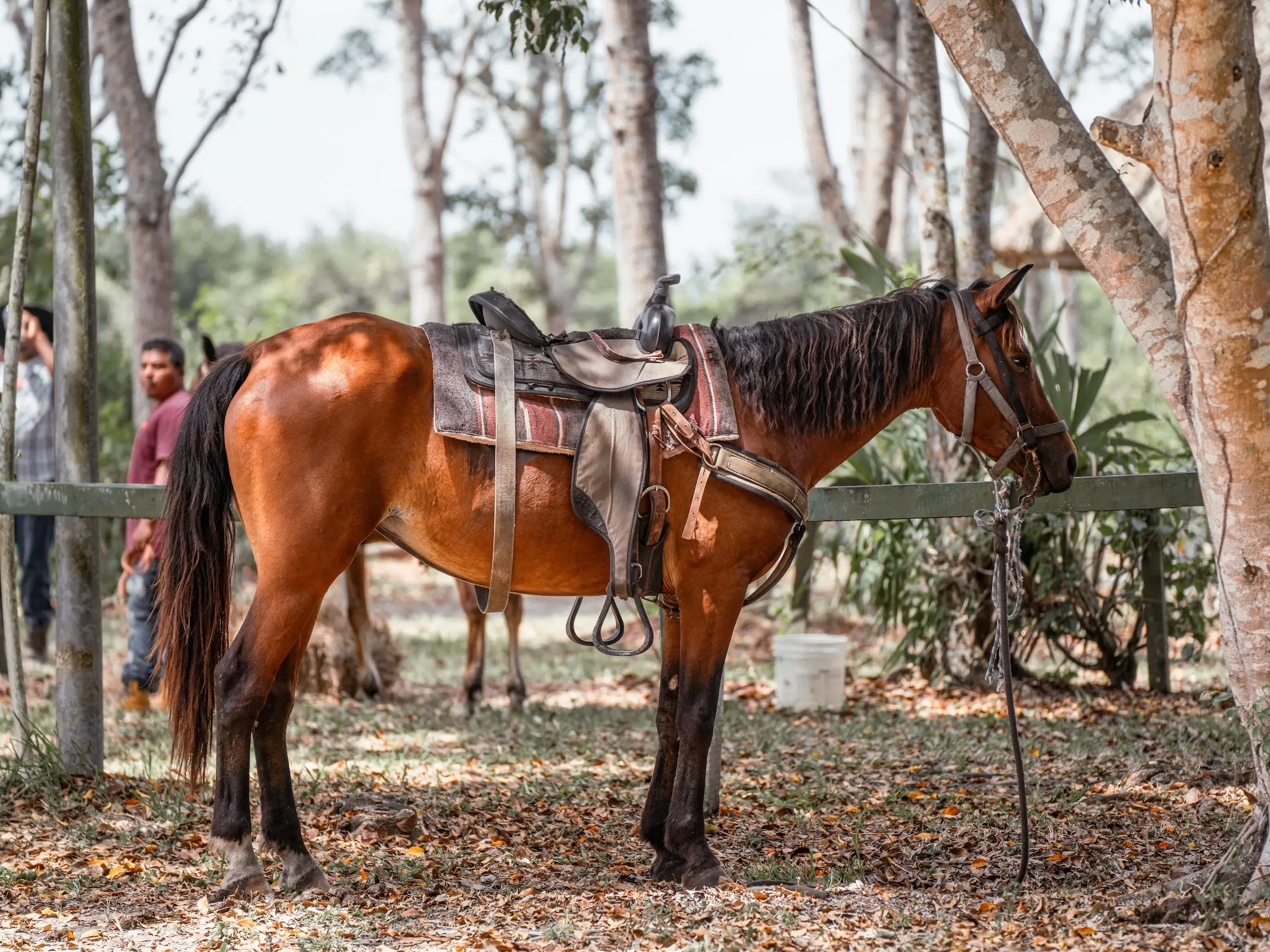 Belizean Criollo - Horse Breeds