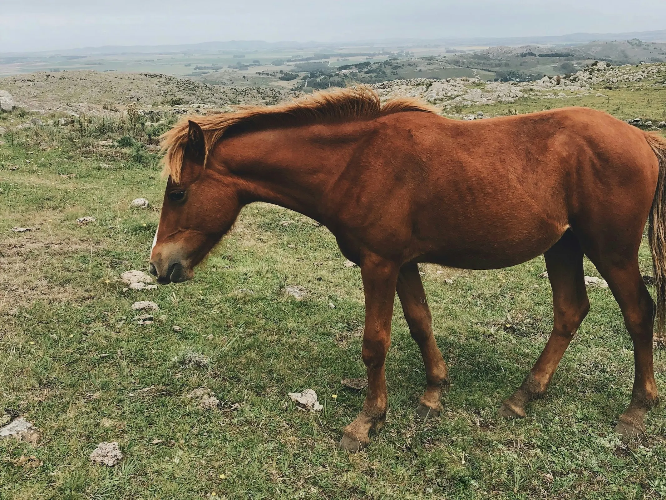 Bergmann Pony - Horse Breeds