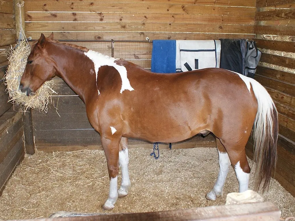 Boerperd - Horse Breeds