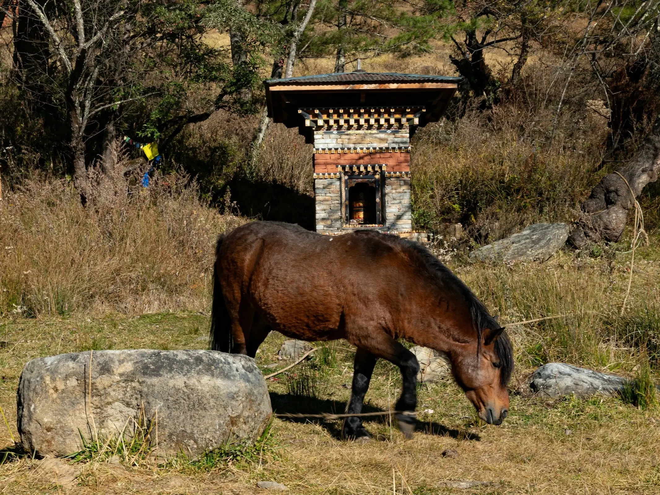 Boeta Horse - Horse Breeds