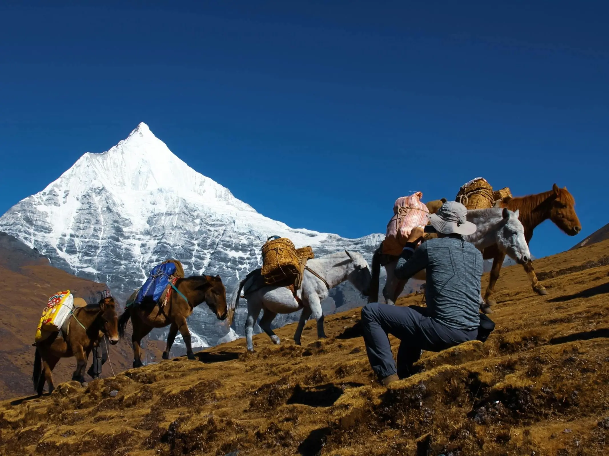 Boeta Horse - Horse Breeds