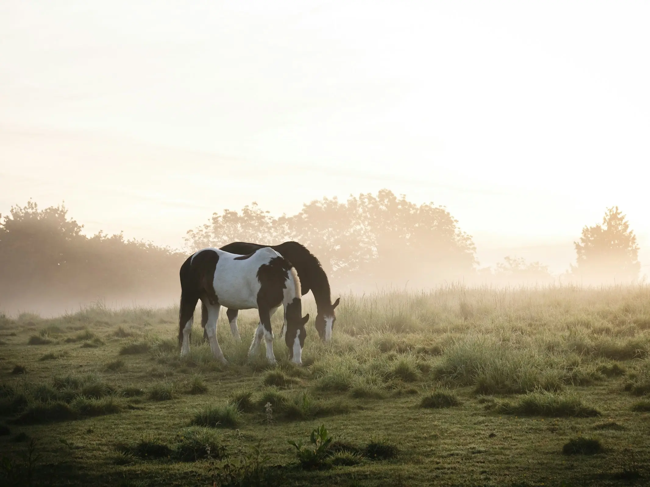British Pinto Horse - Horse Breeds
