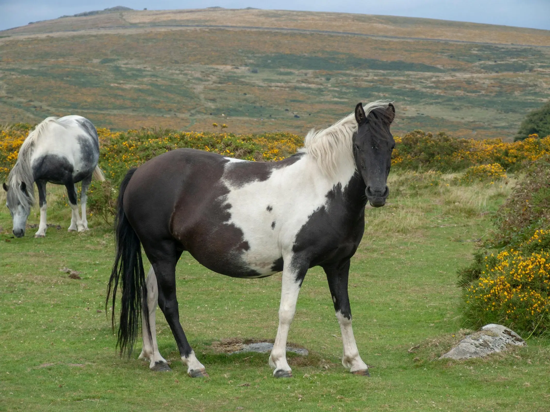 British Pinto Pony - Horse Breeds