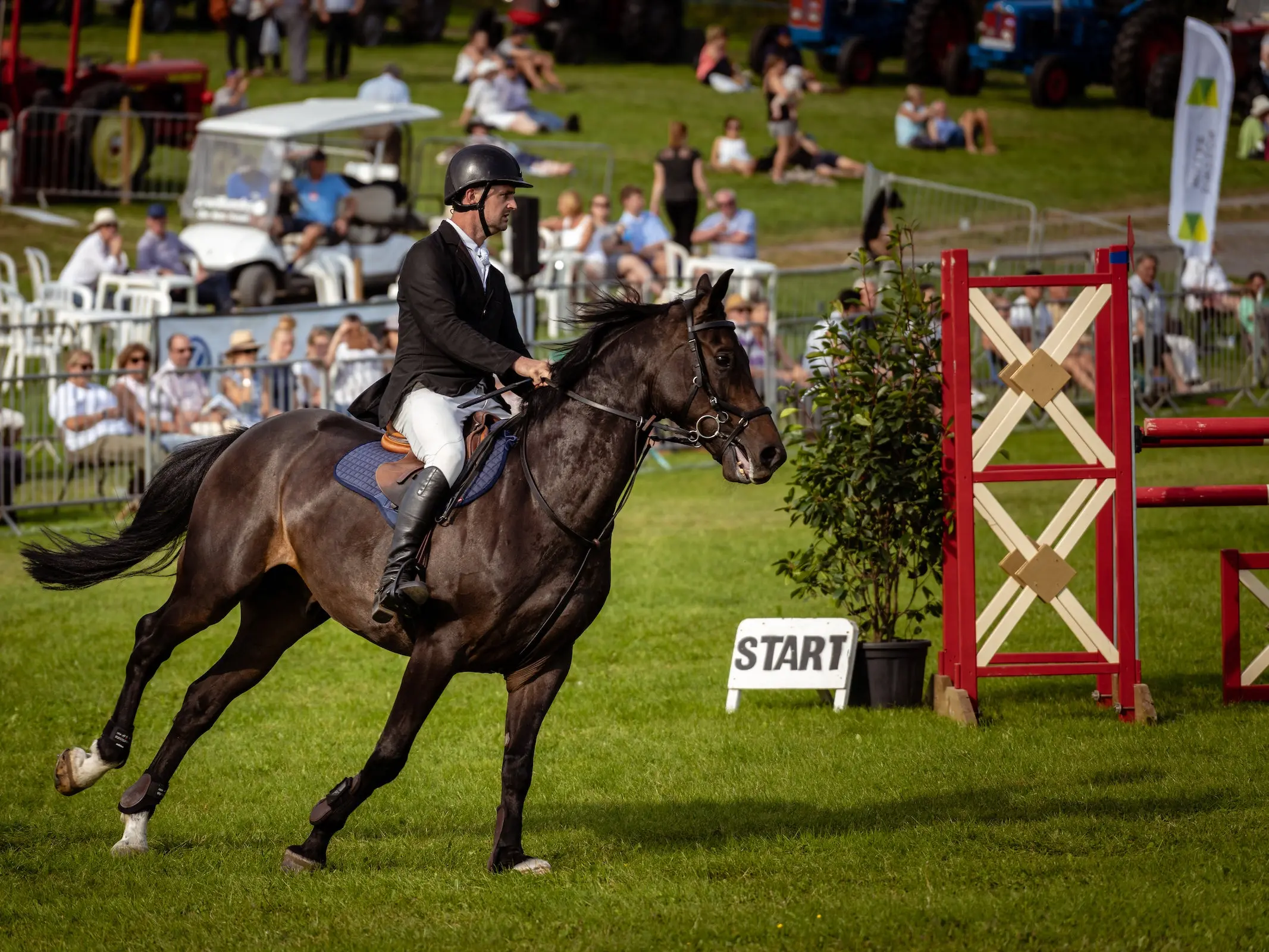 British Show Horse - Horse Breeds
