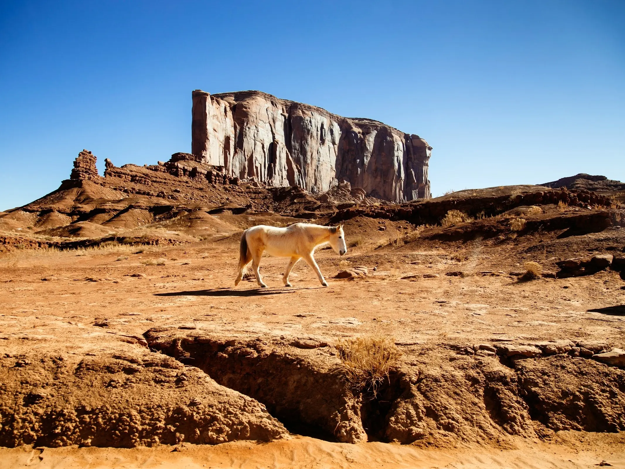 Broomtail or Fuzztail Horse - Horse Breeds