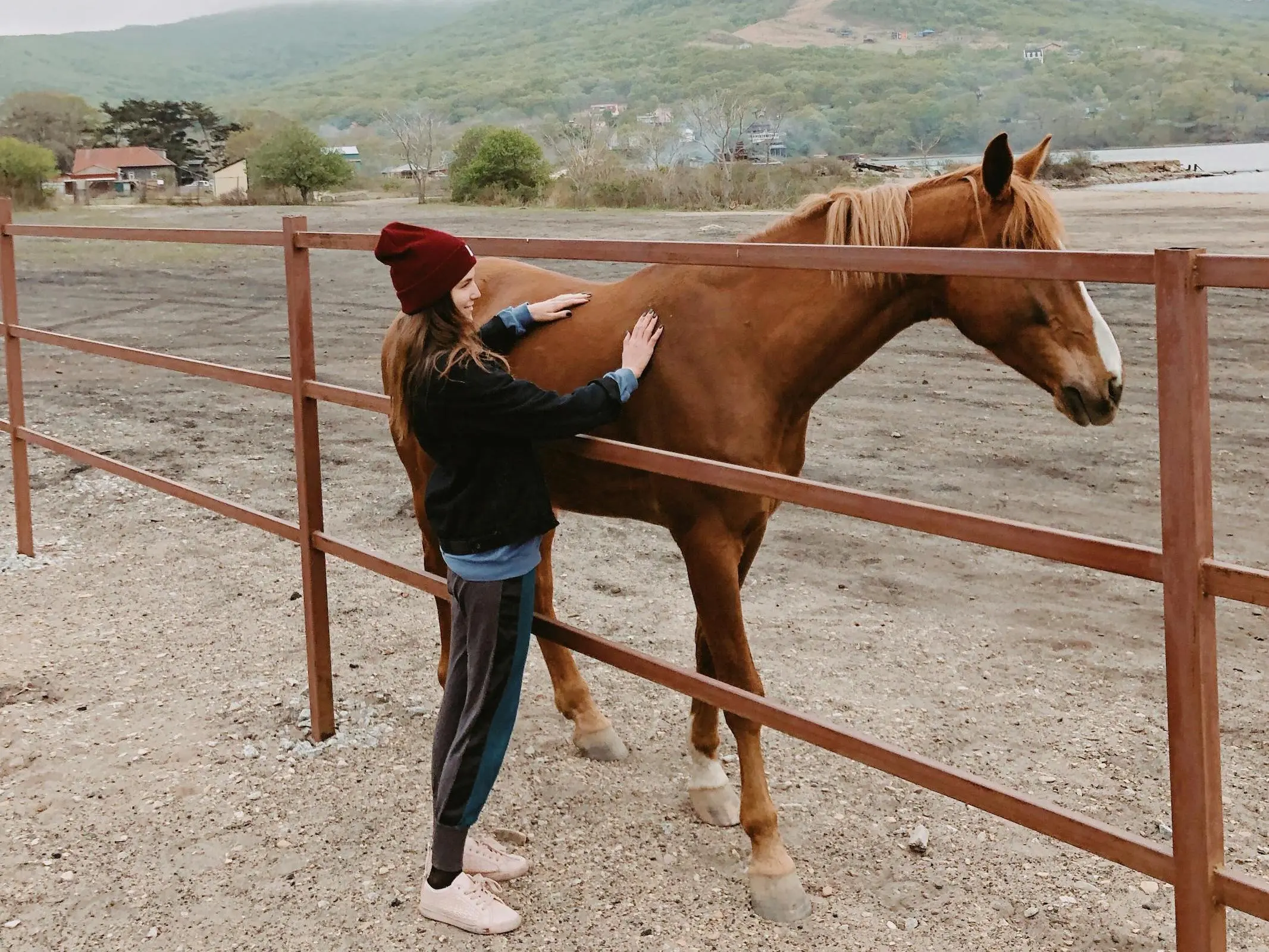 Budyonny Horse - Horse Breeds