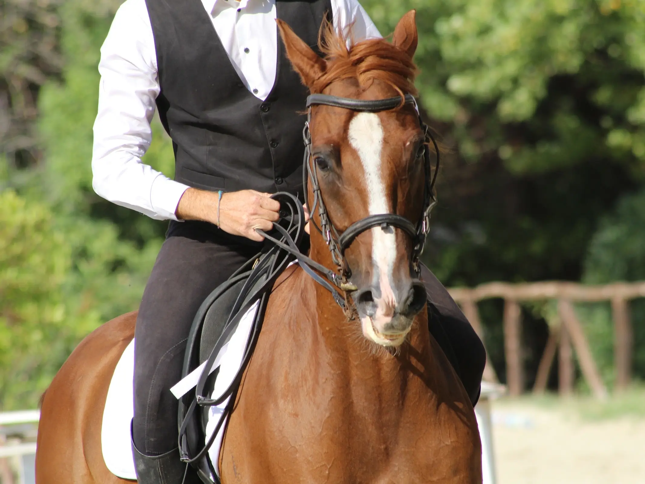 Calabrese Horse - Horse Breeds