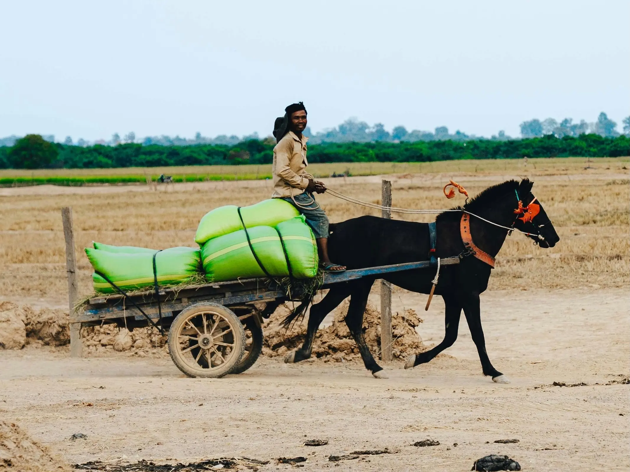 Cambodian Pony - Horse Breeds