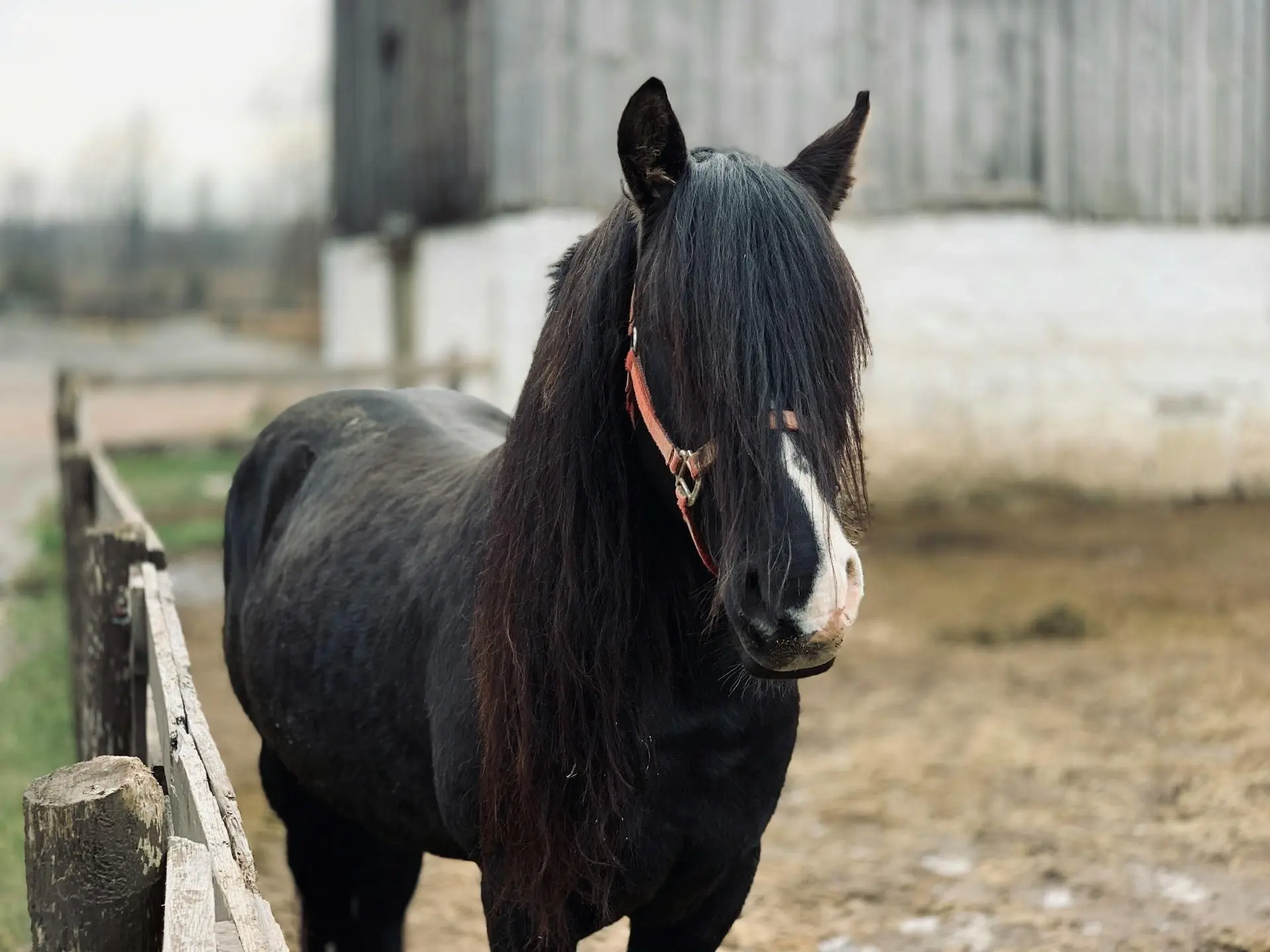 Canadian Horse - Horse Breeds