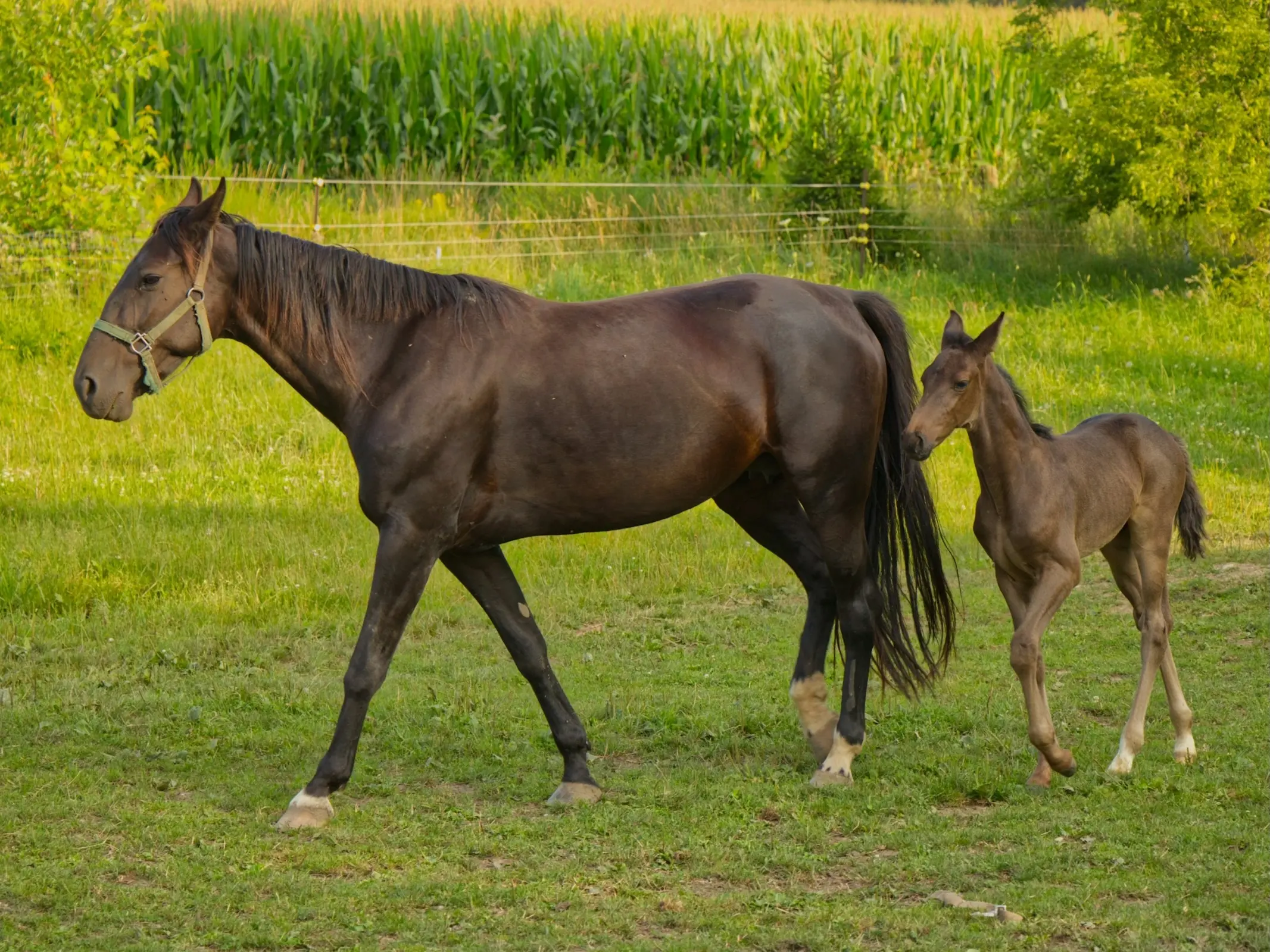 Canadian Pacer Horse - Horse Breeds