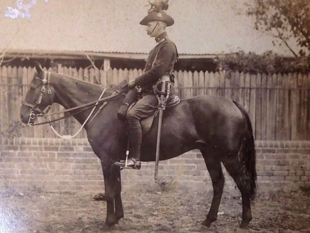 Cape Horse - Horse Breeds