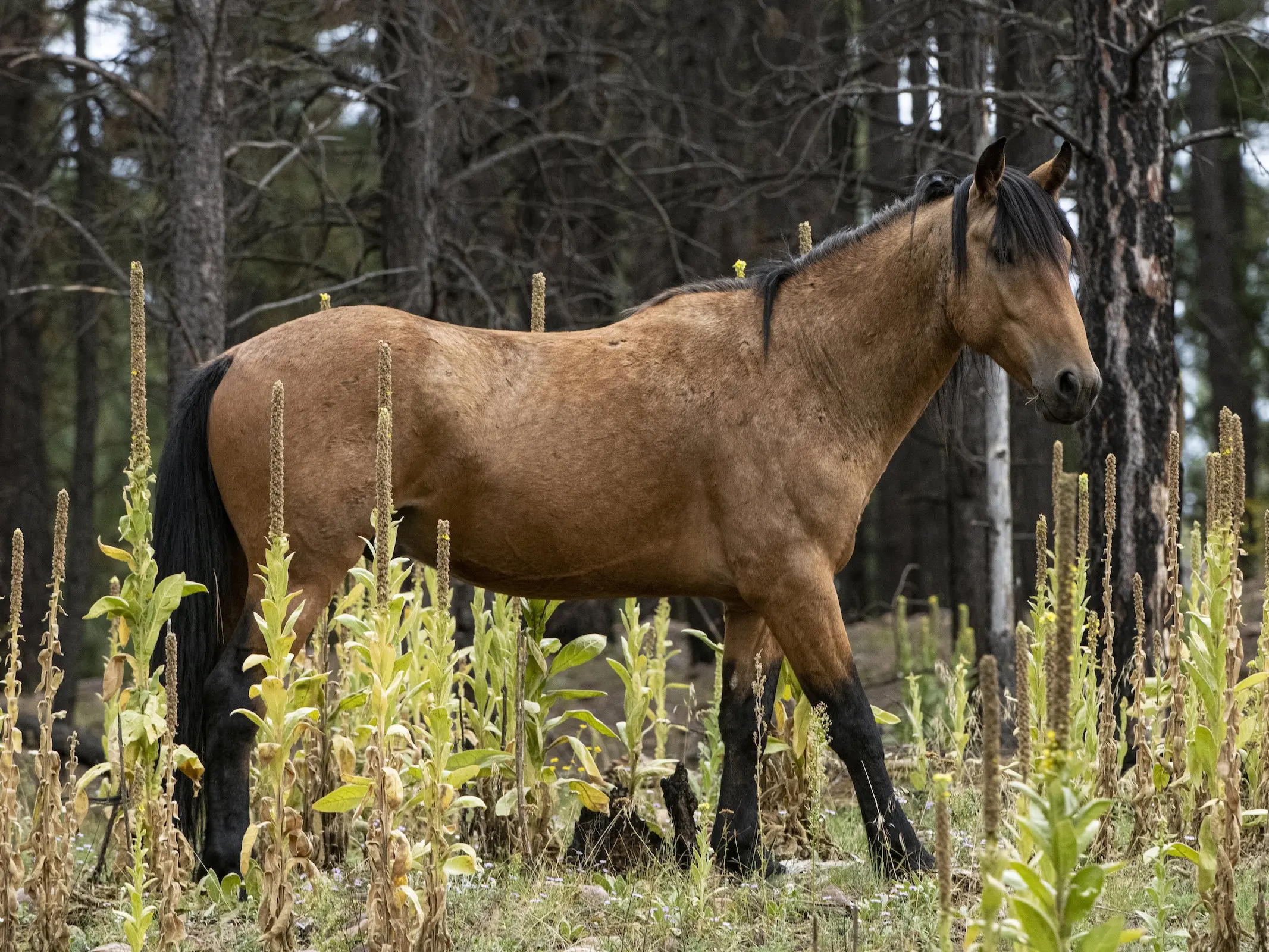 Cerbat Mustang Horse - Horse Breeds