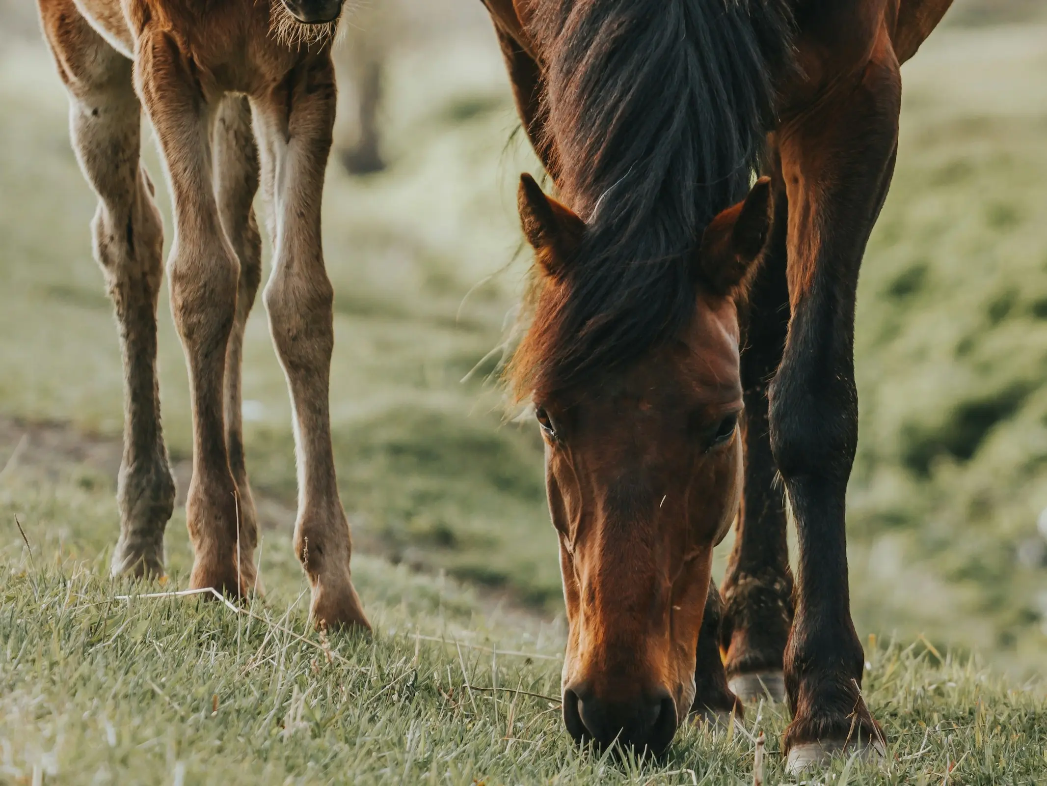 Chara Horse - Horse Breeds