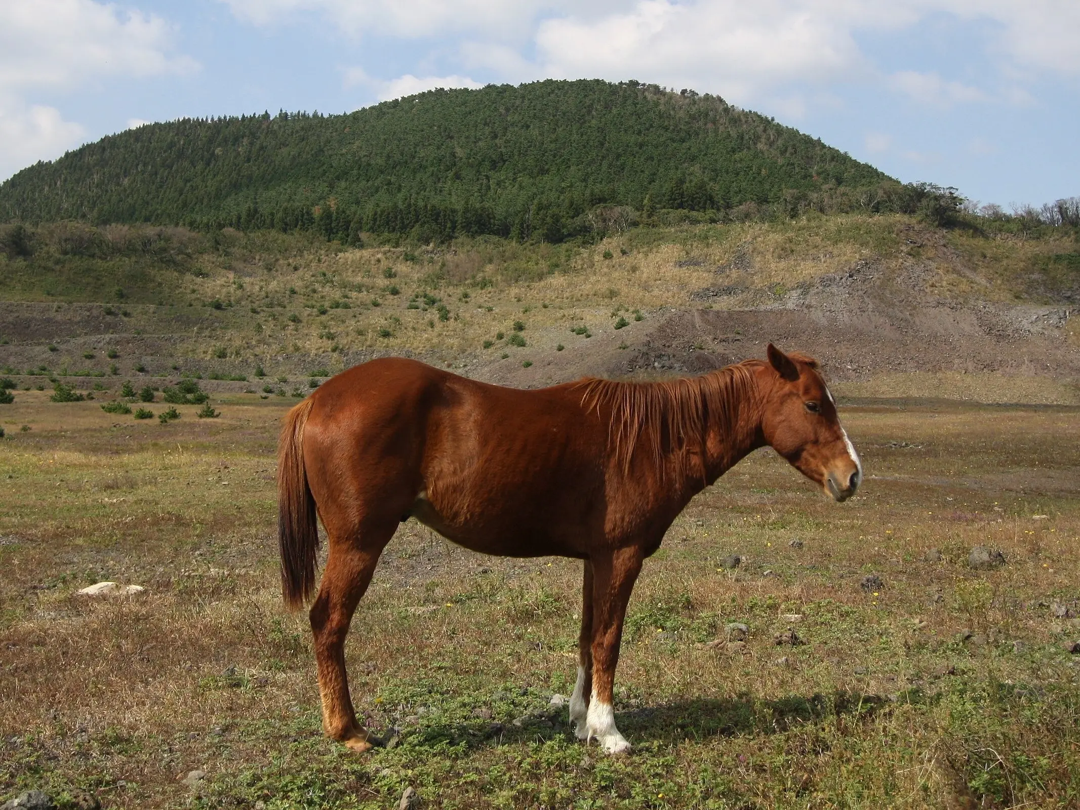Cheju Horse - Horse Breeds