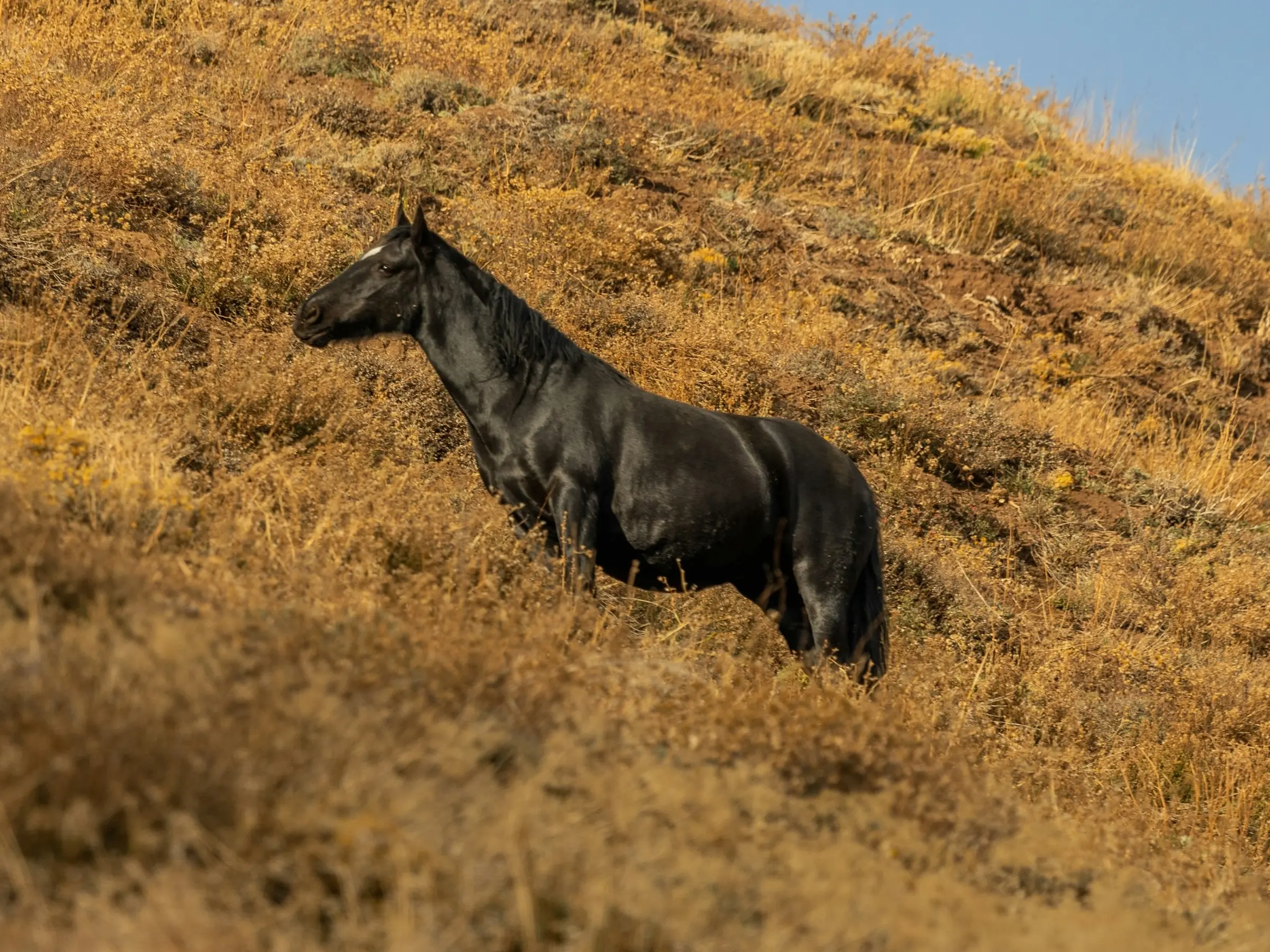 Chilote Pony - Horse Breeds