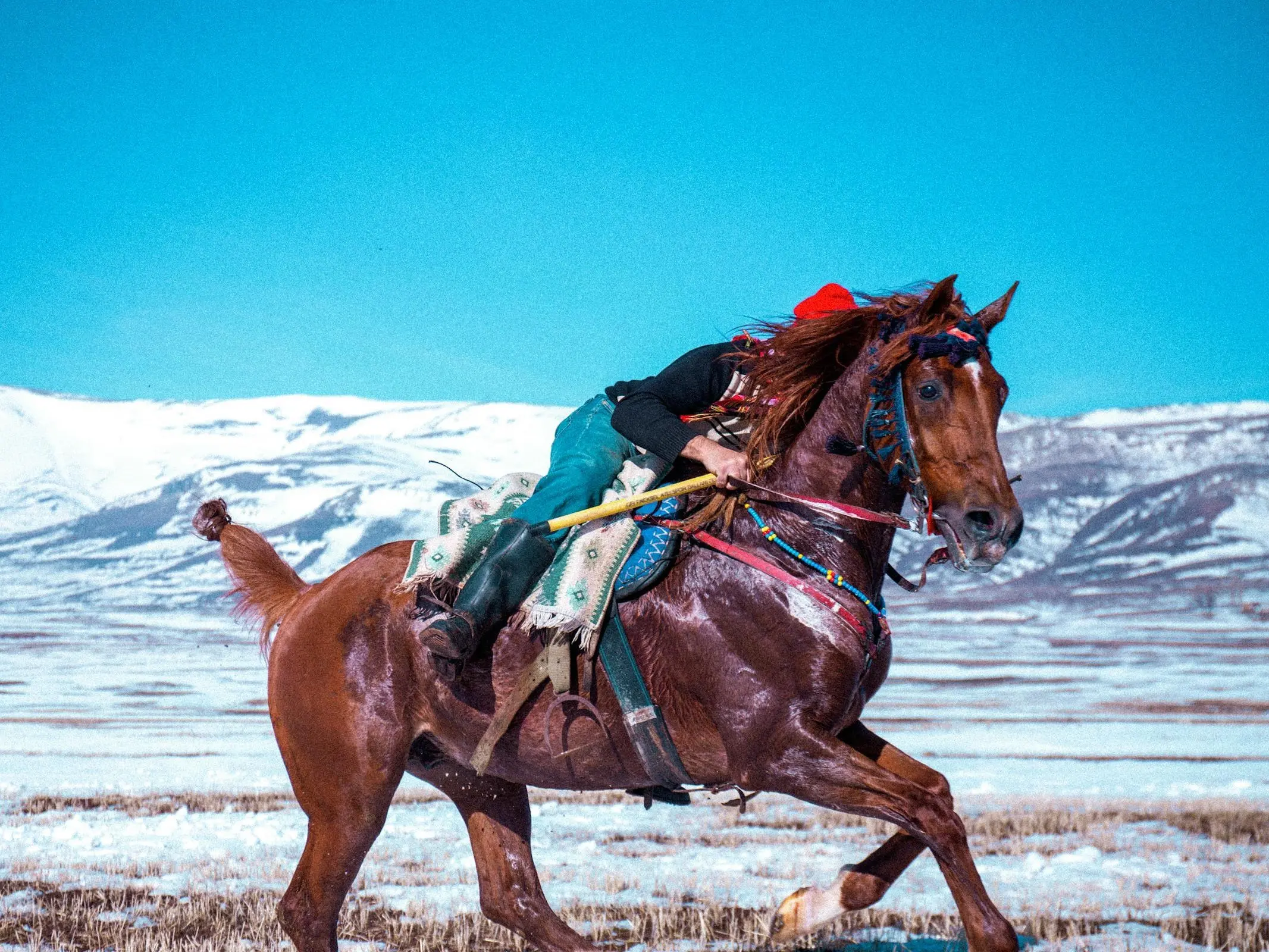 Cirit Horse - Horse Breeds