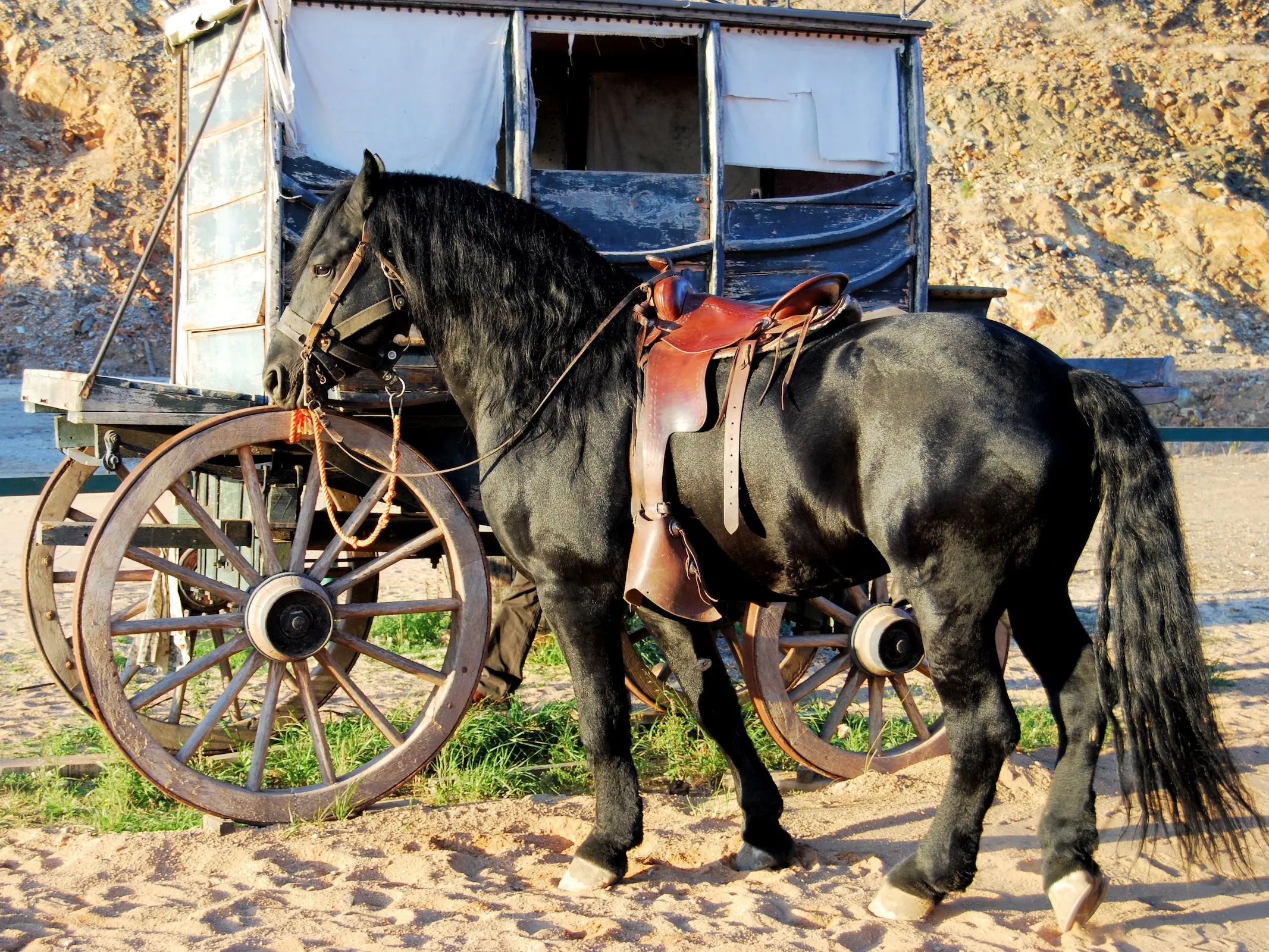 Cob Horse - Horse Breeds